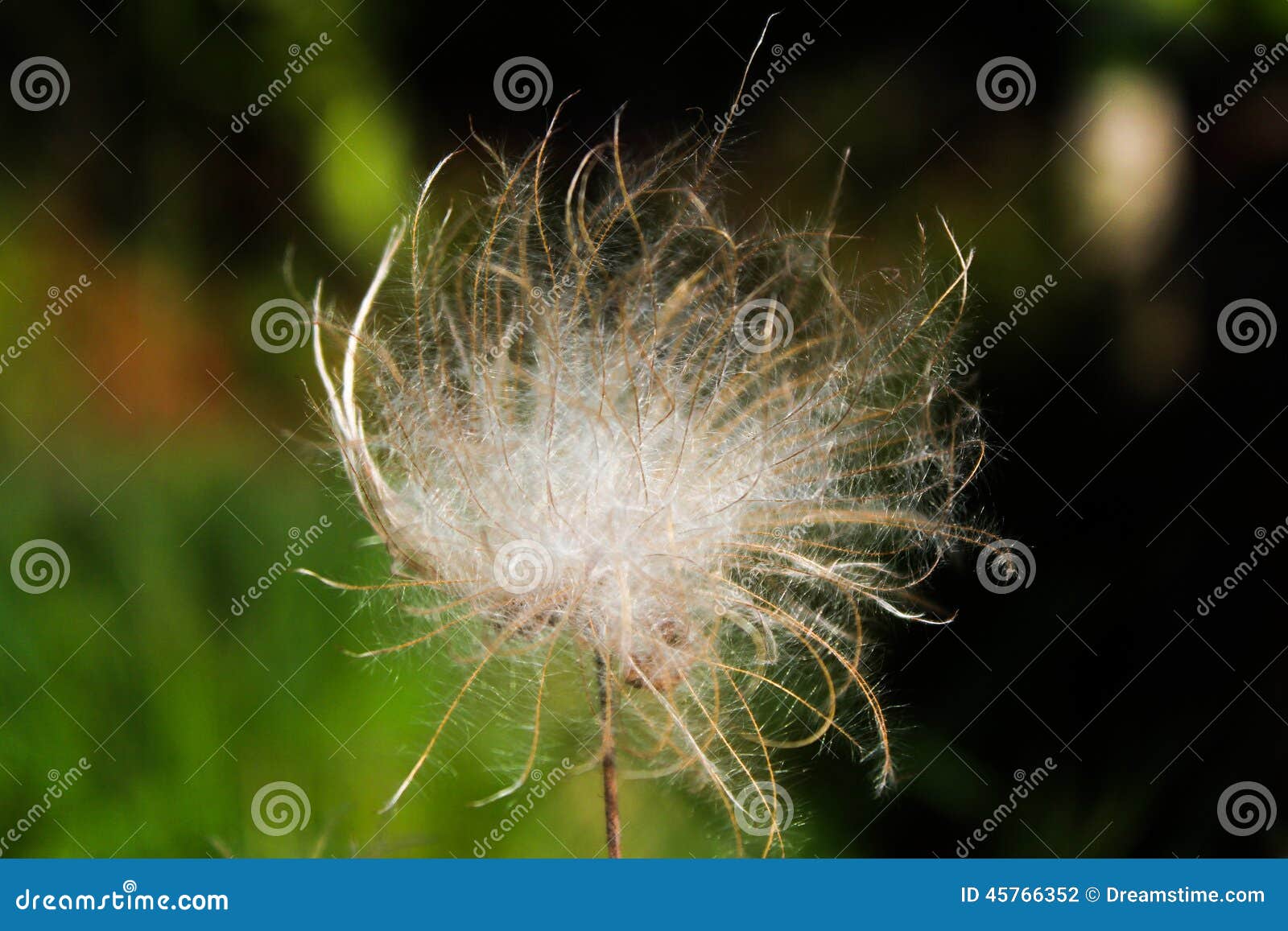 Flower fluff stock photo. Image of overblow, fluffy, seeding - 45766352