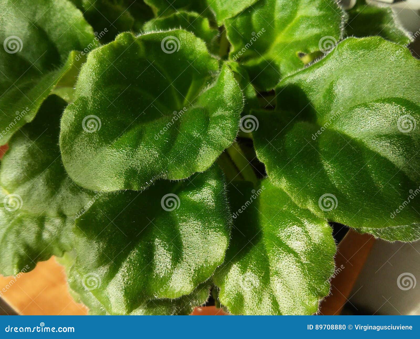 The Flower with Fluffy Leaves Stock Photo - Image of tendrils, europe ...