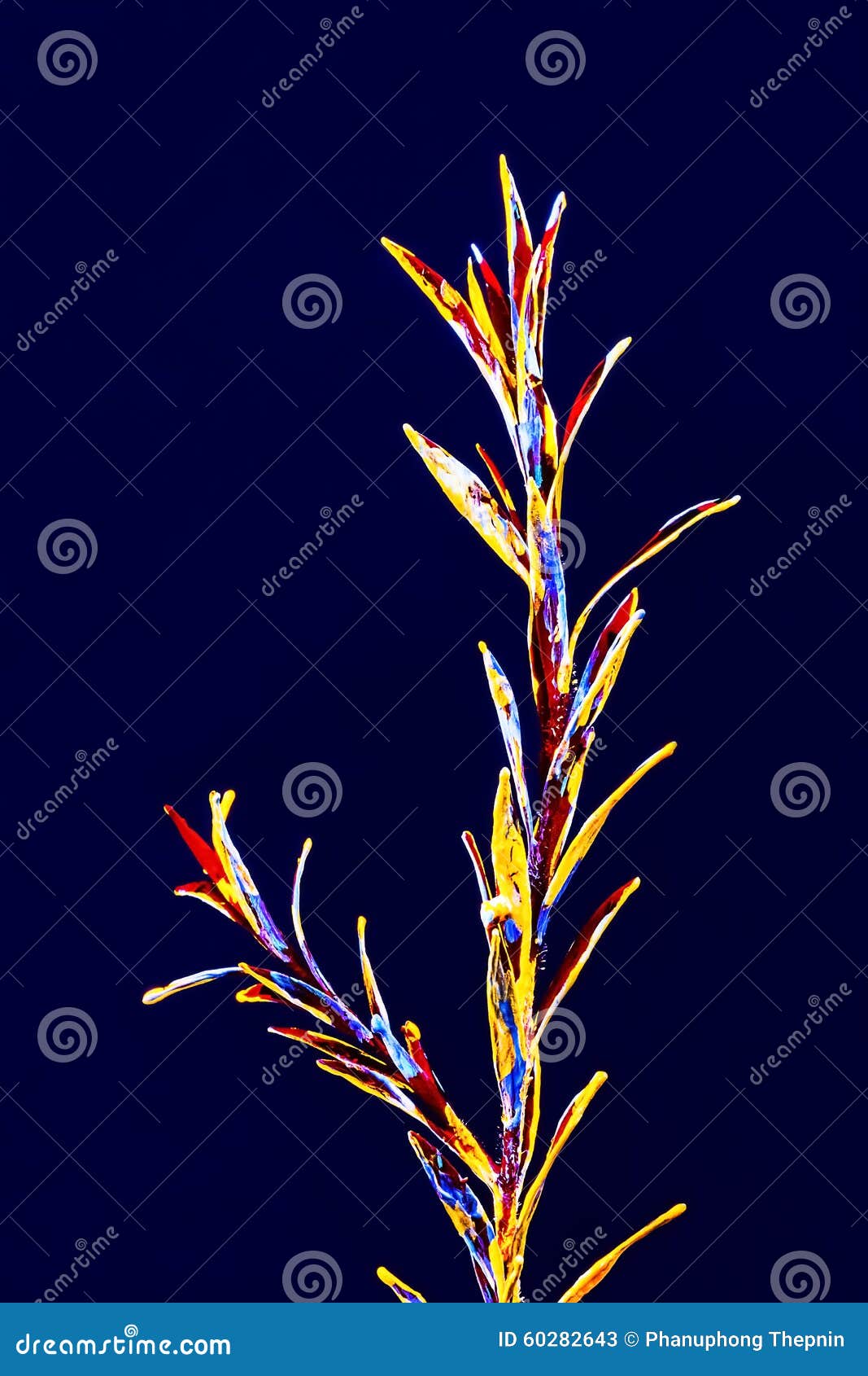 Flower with Fluorescent Color Stock Image - Image of flower, diversity ...