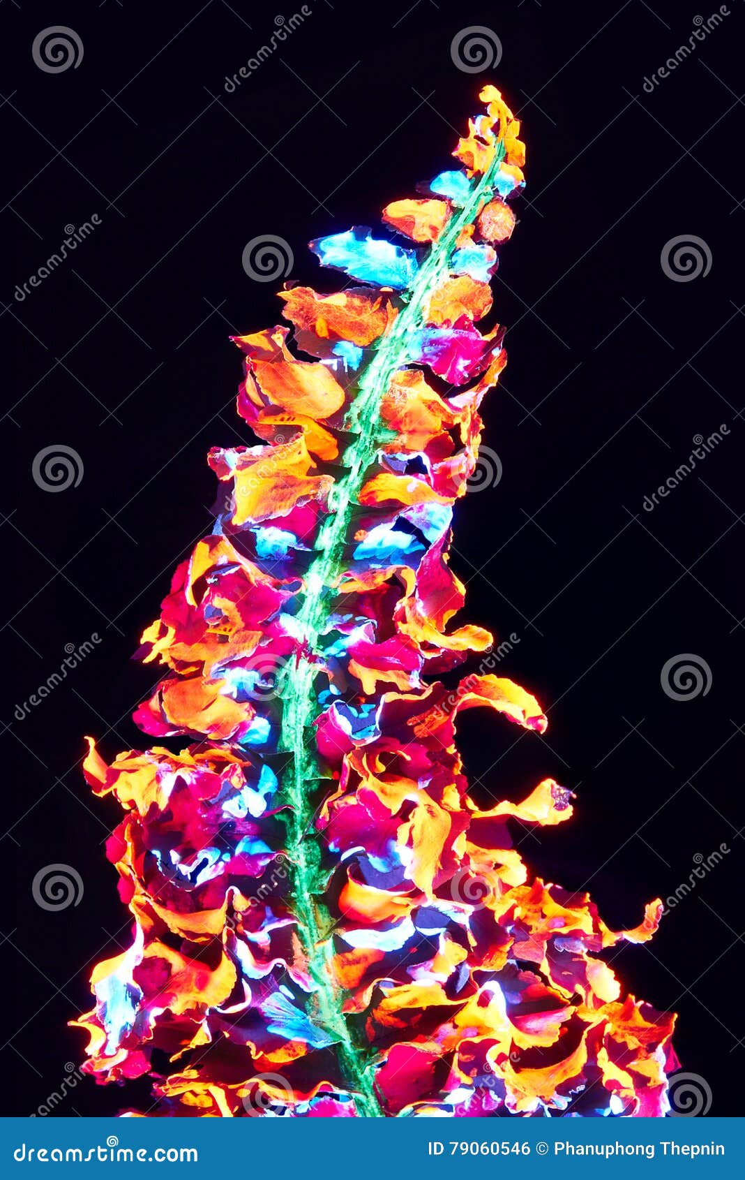 Flower with Fluorescent Colour. Stock Photo - Image of biolody ...