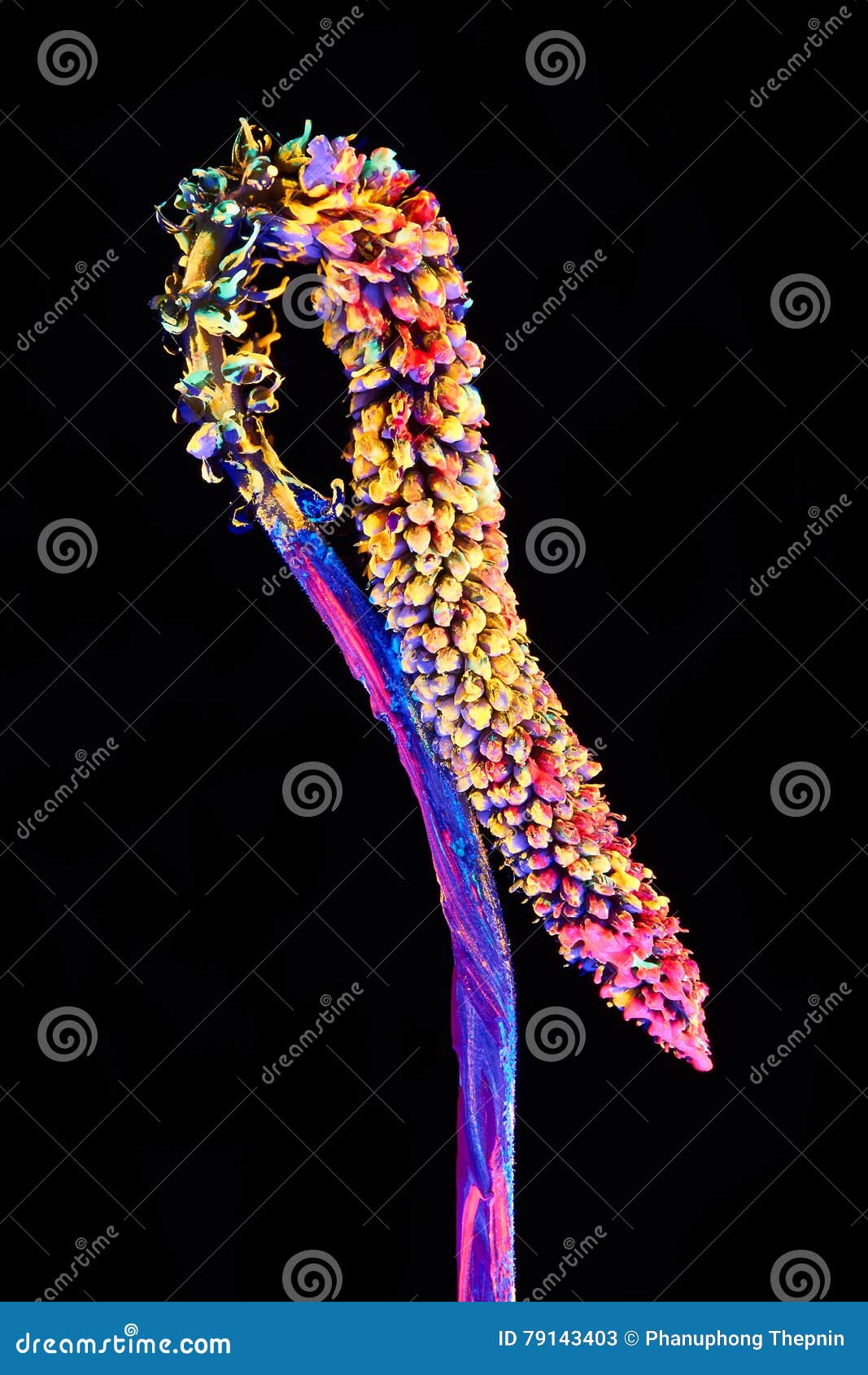 Flower with Fluorescent Colour. Stock Image - Image of ecosystem, ultra ...