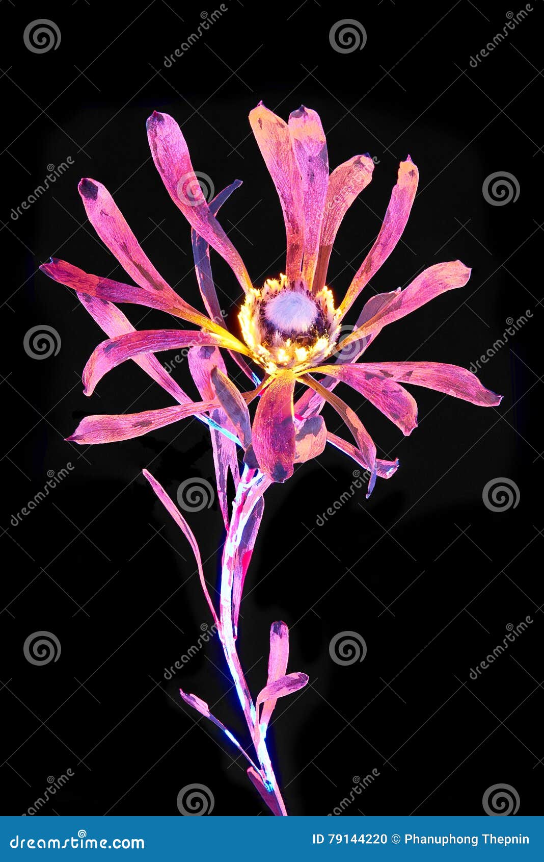 Flower with Fluorescent Colour. Stock Photo - Image of nature, plant ...