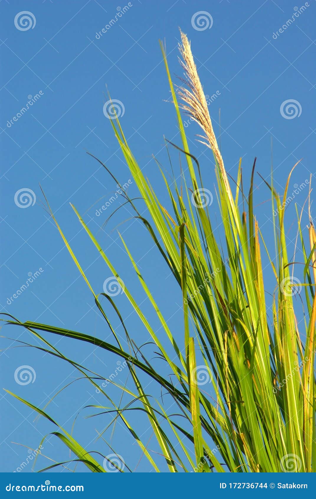 Flower of Flute Reed Grass in Wind and Blue Sky Stock Photo - Image of ...