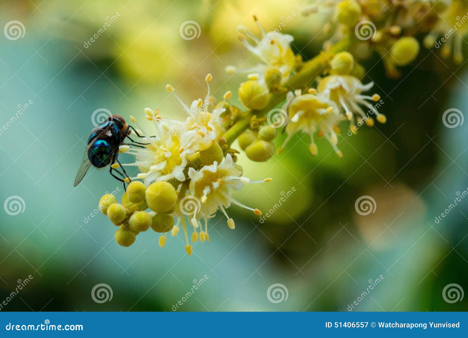 Flower fly stock image. Image of close, closeup, spring - 51406557