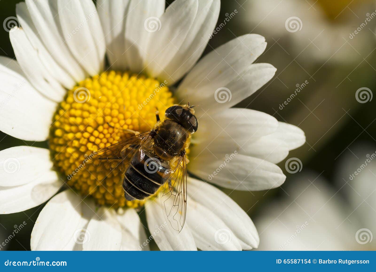 Flower fly on daisy stock photo. Image of bloom, flower - 65587154
