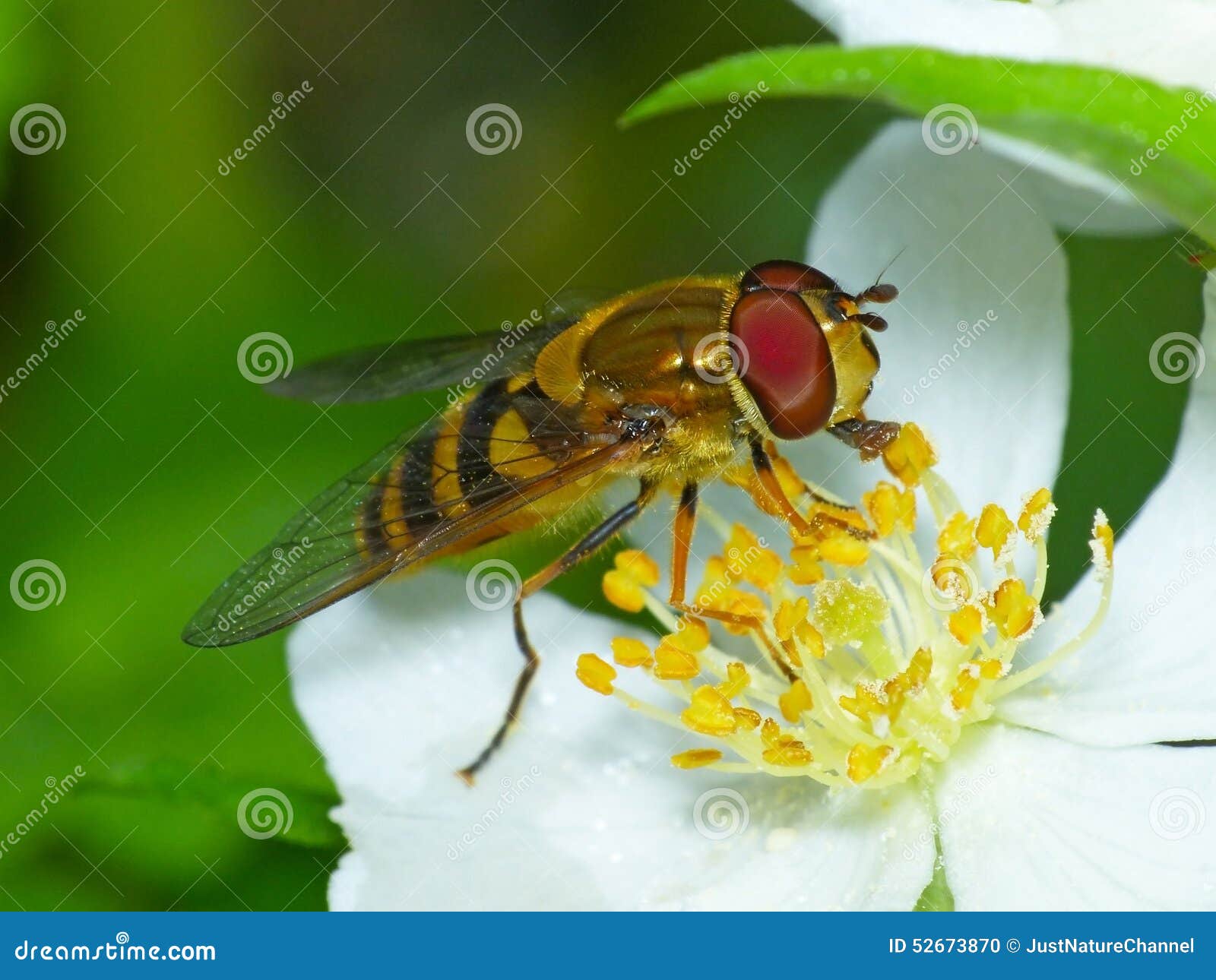 Flower Fly Feeding on Pollen Stock Photo - Image of happy, wild: 52673870
