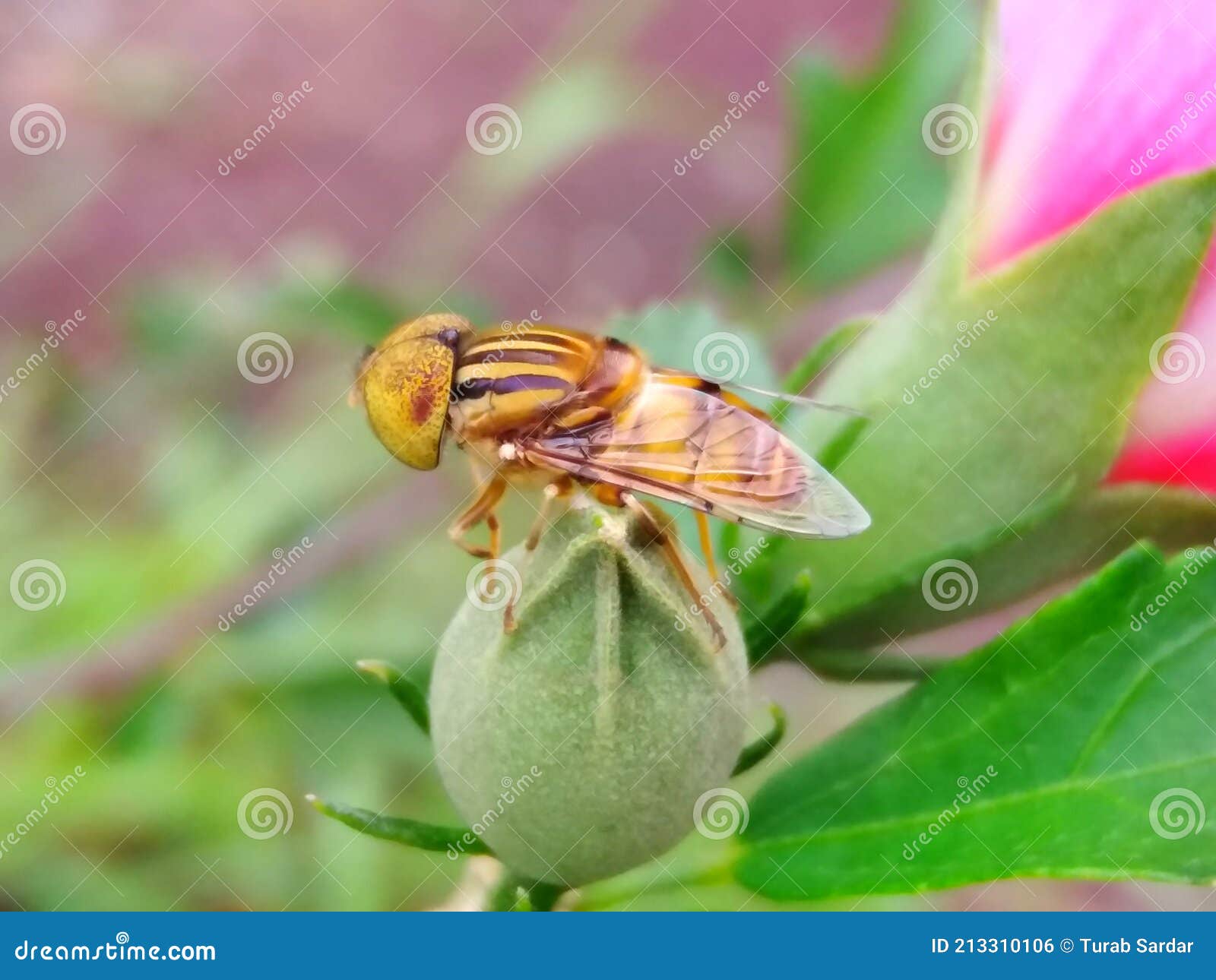 Flower fly and flora stock photo. Image of flower, flora - 213310106