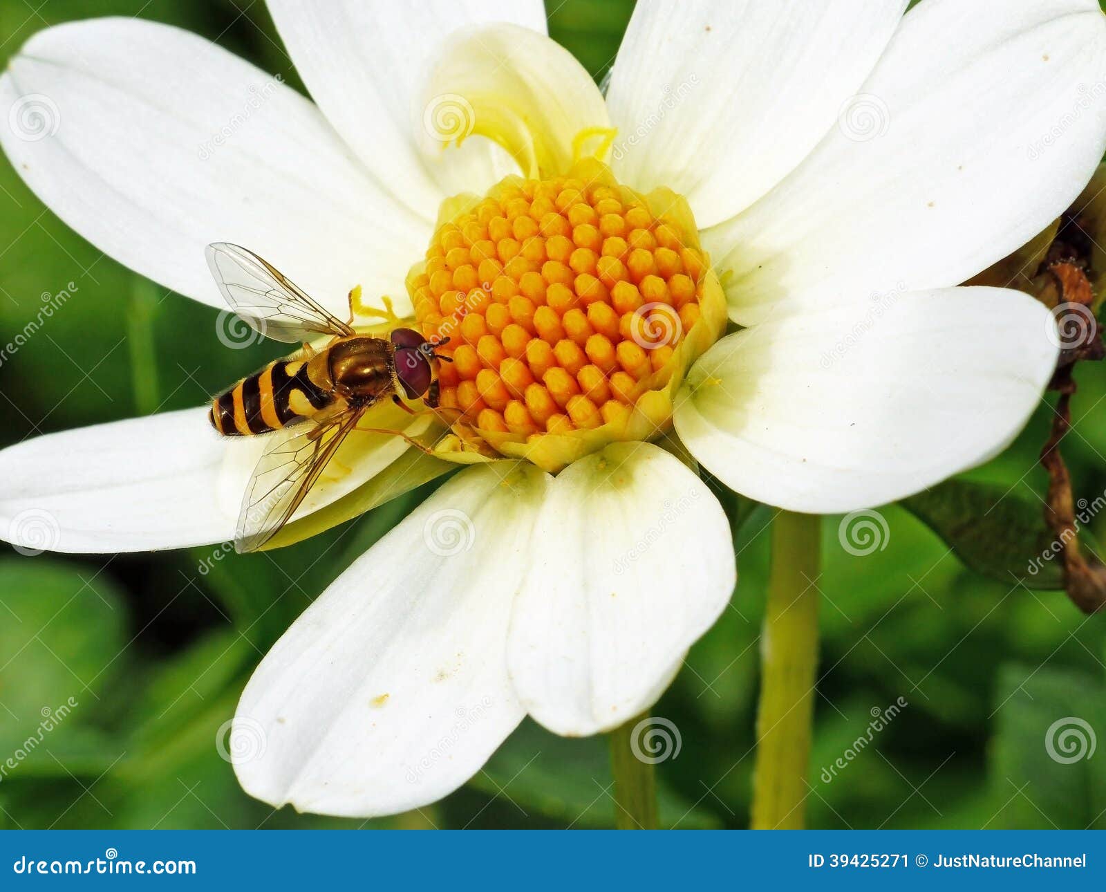Flower Fly on Flower stock image. Image of pollen, macro - 39425271