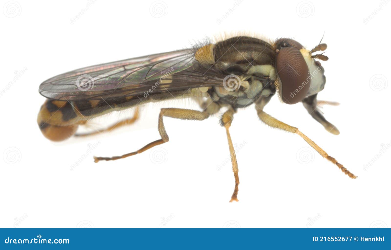 Flower Fly Isolated on White Background Stock Image - Image of animal ...