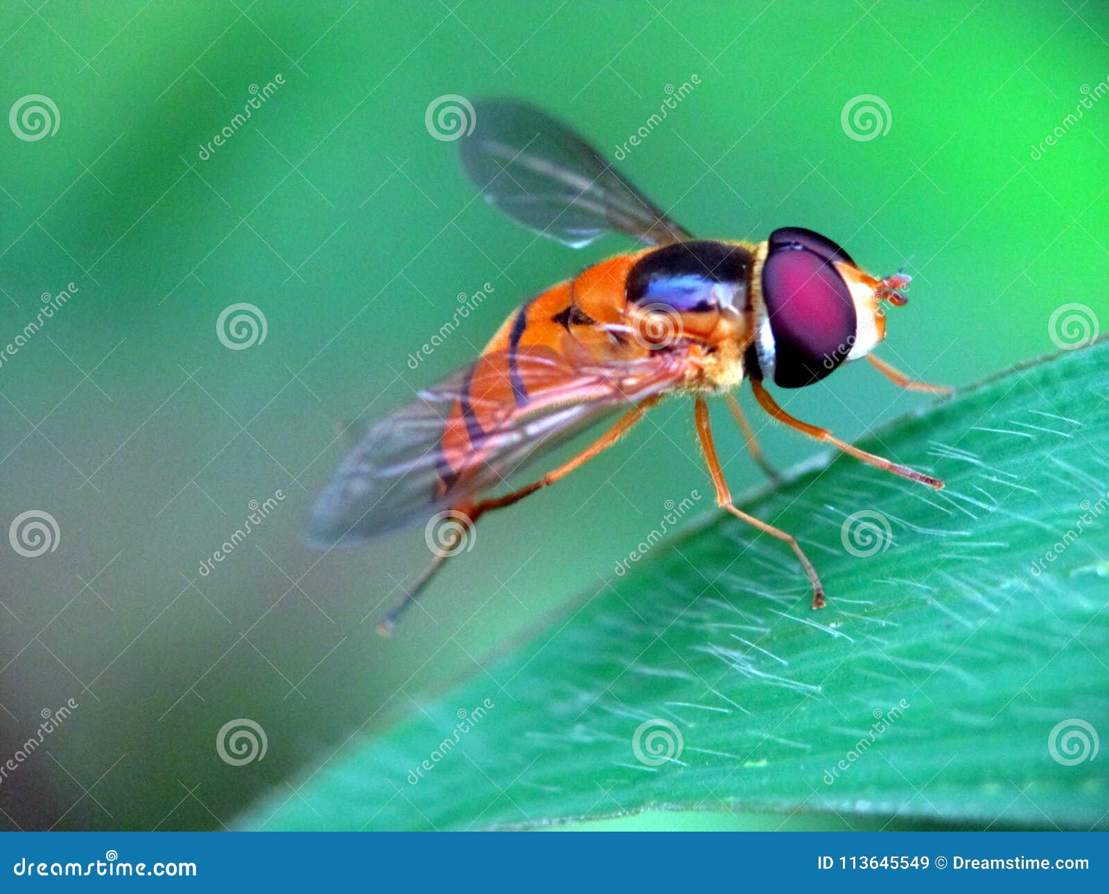 Flower Fly on the Weeds Syrphidae Stock Image - Image of tropical ...