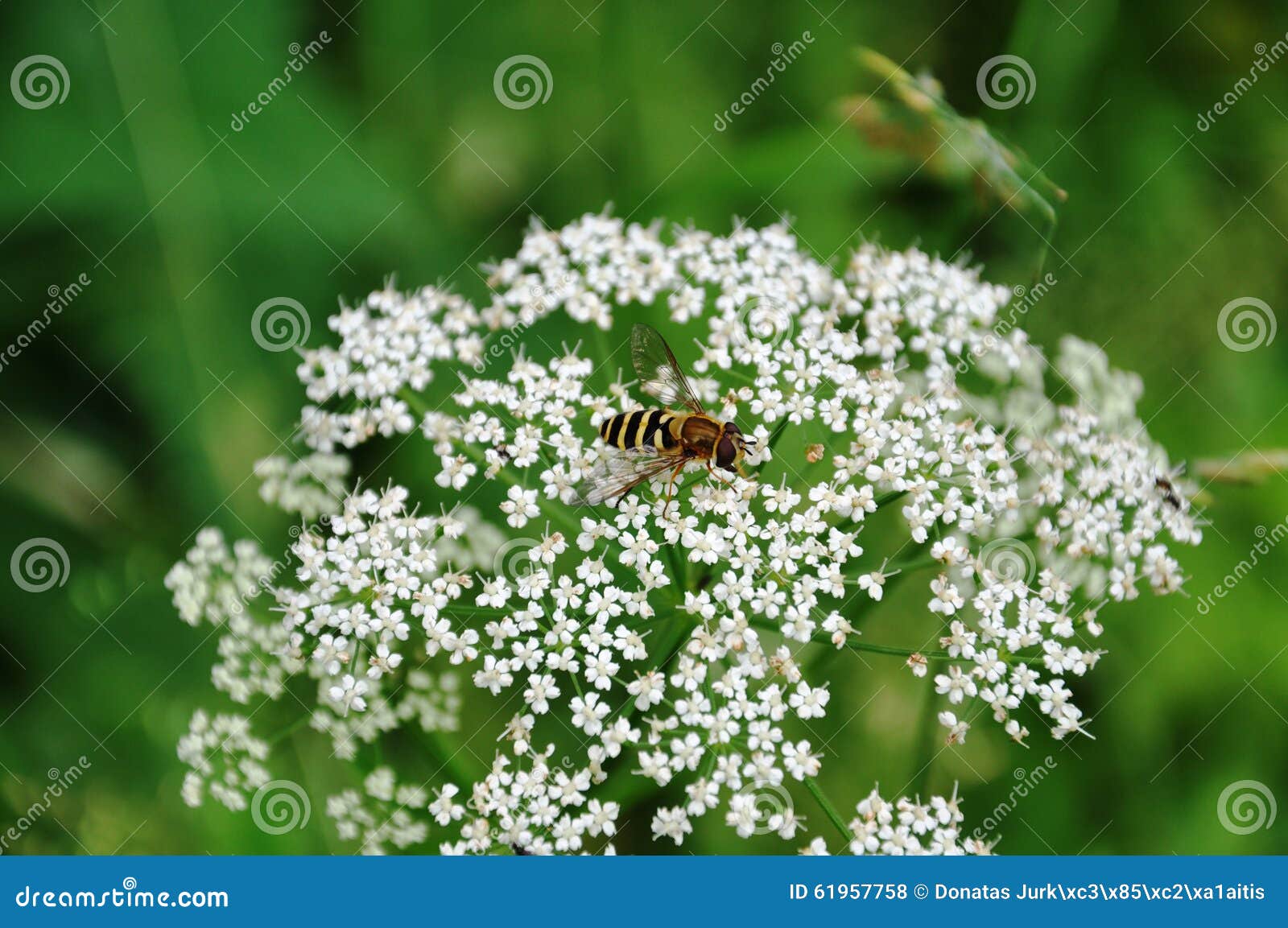 Flower fly stock photo. Image of grassland, wild, insect - 61957758