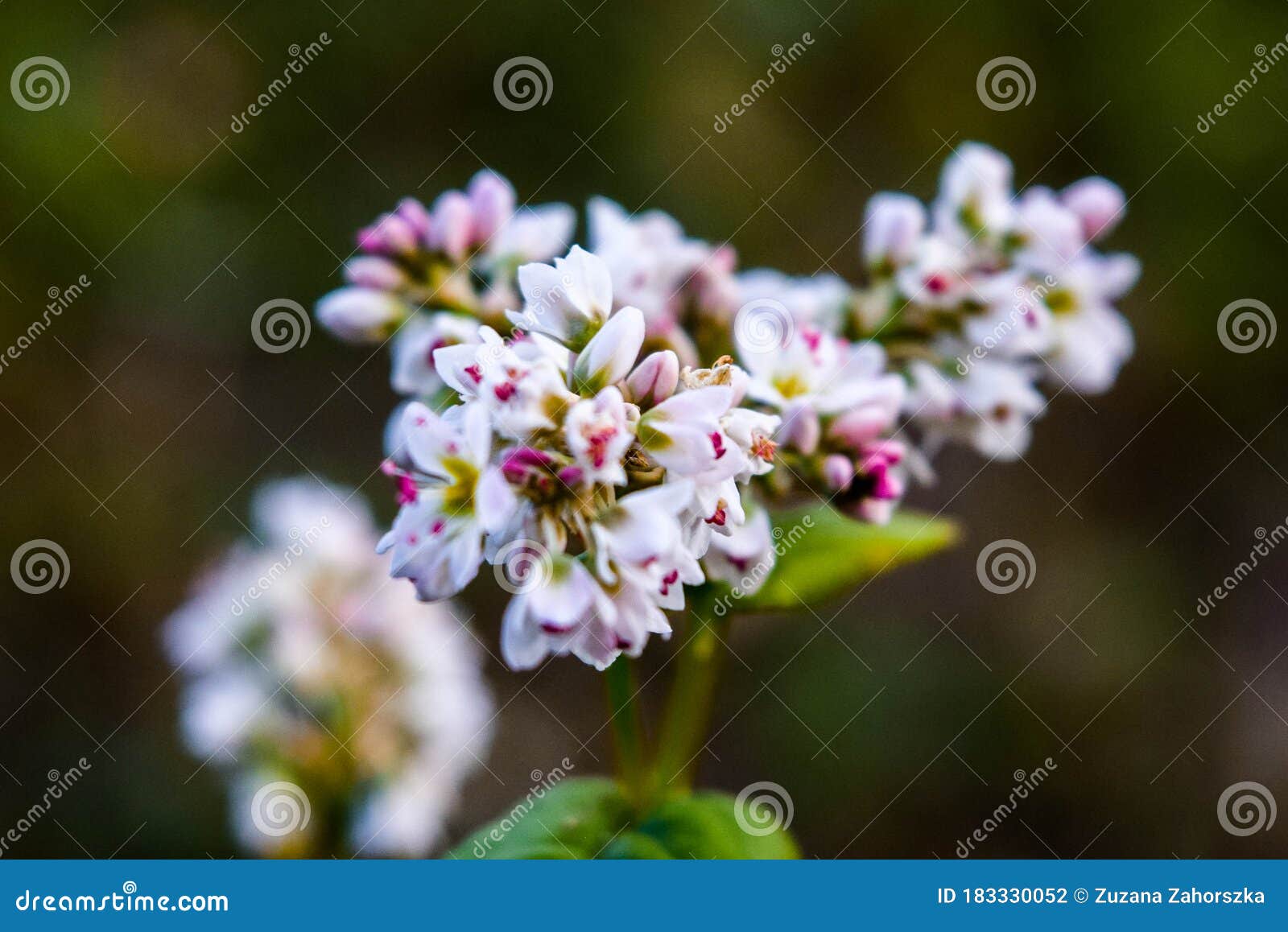 Flower focused stock photo. Image of shrub, spring, blossom - 183330052
