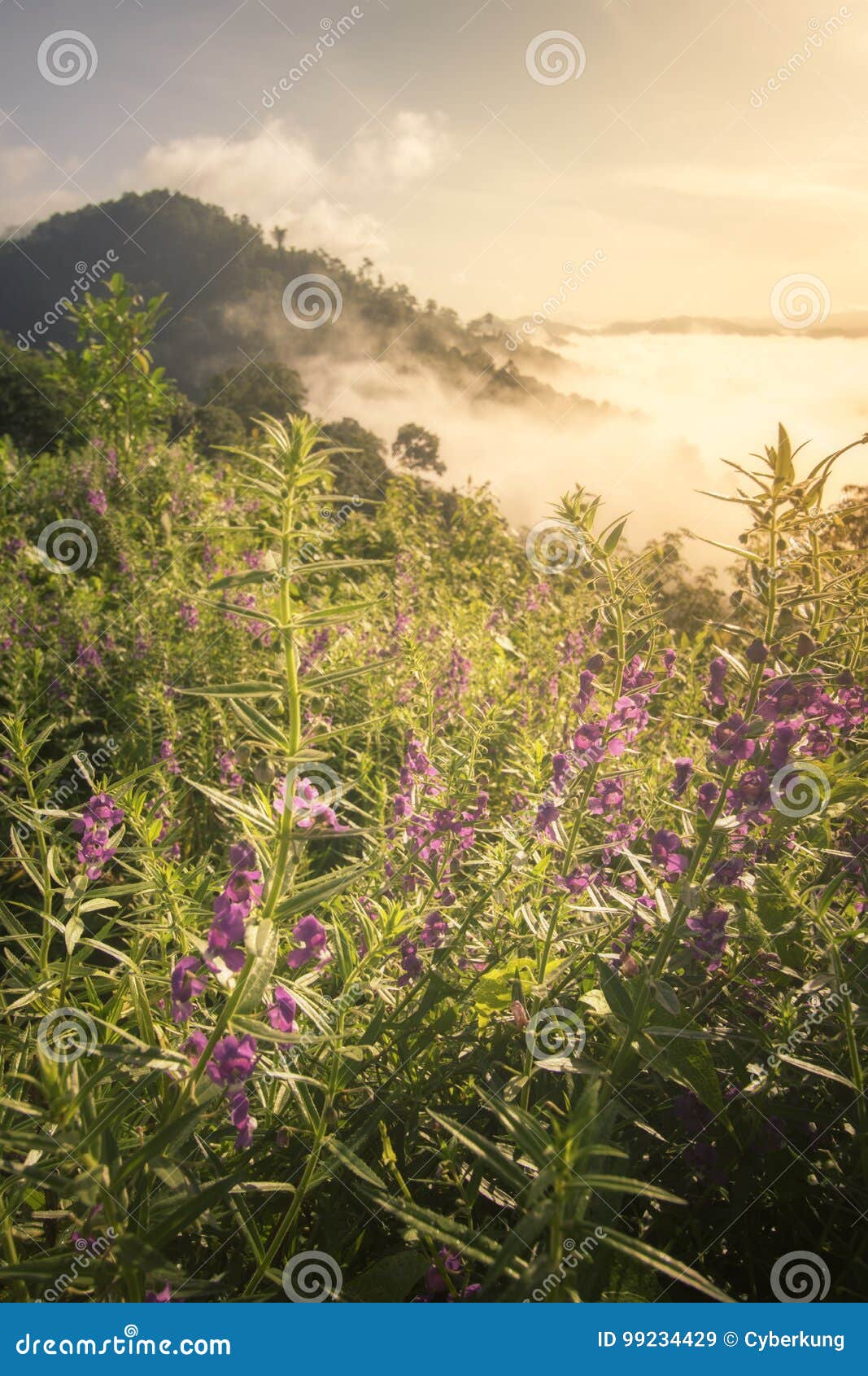 Flower and Fog in the Morning Stock Image - Image of abstract, green ...