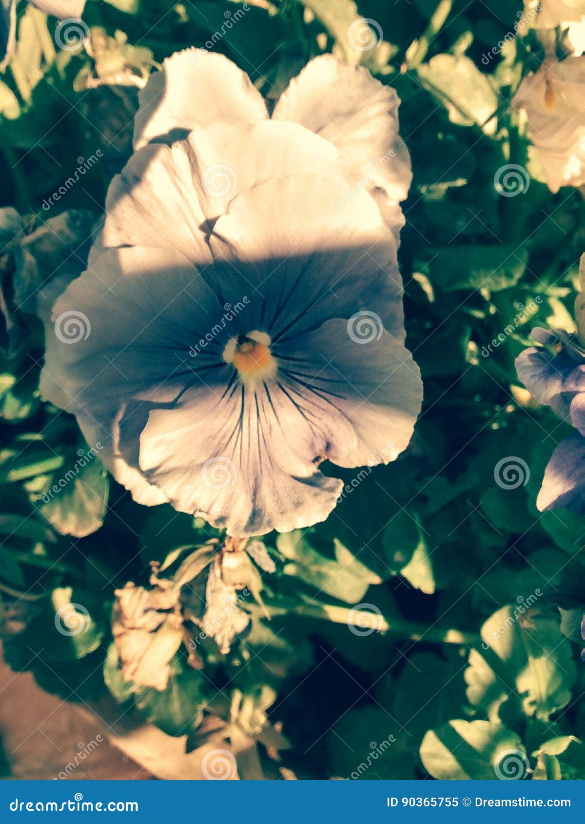 Flower Foreground stock image. Image of flor, contrast - 90365755