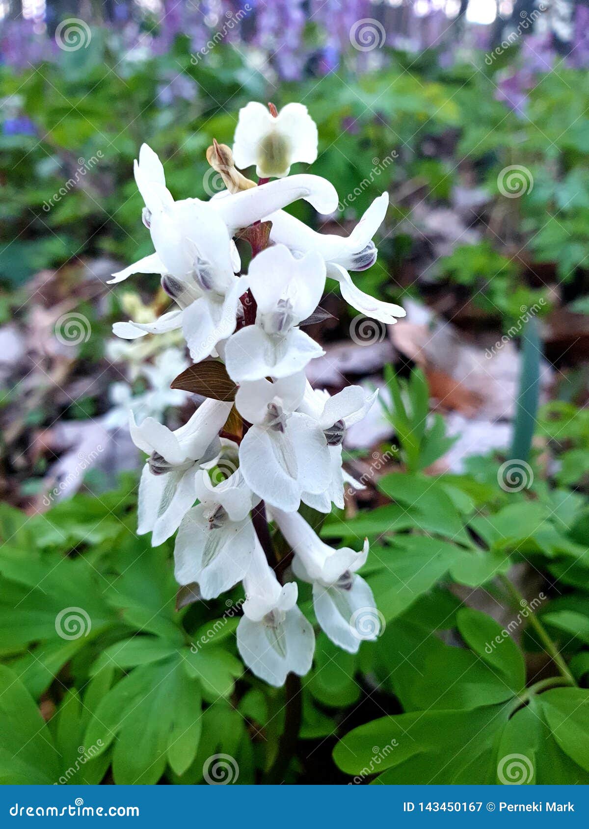 Flower in the forest stock image. Image of forest, flower - 143450167
