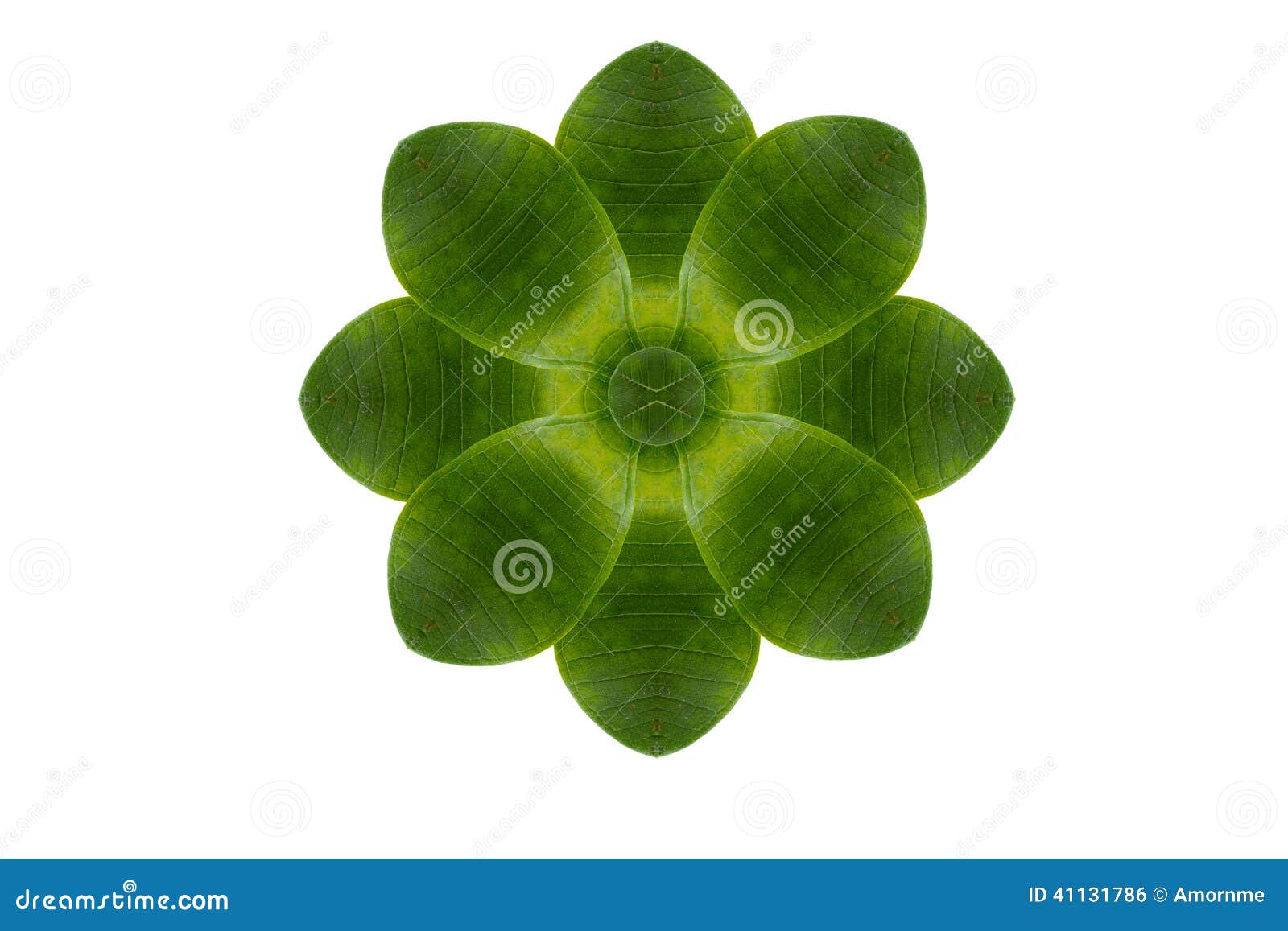 Flower form leaf stock photo. Image of foliage, concept - 41131786