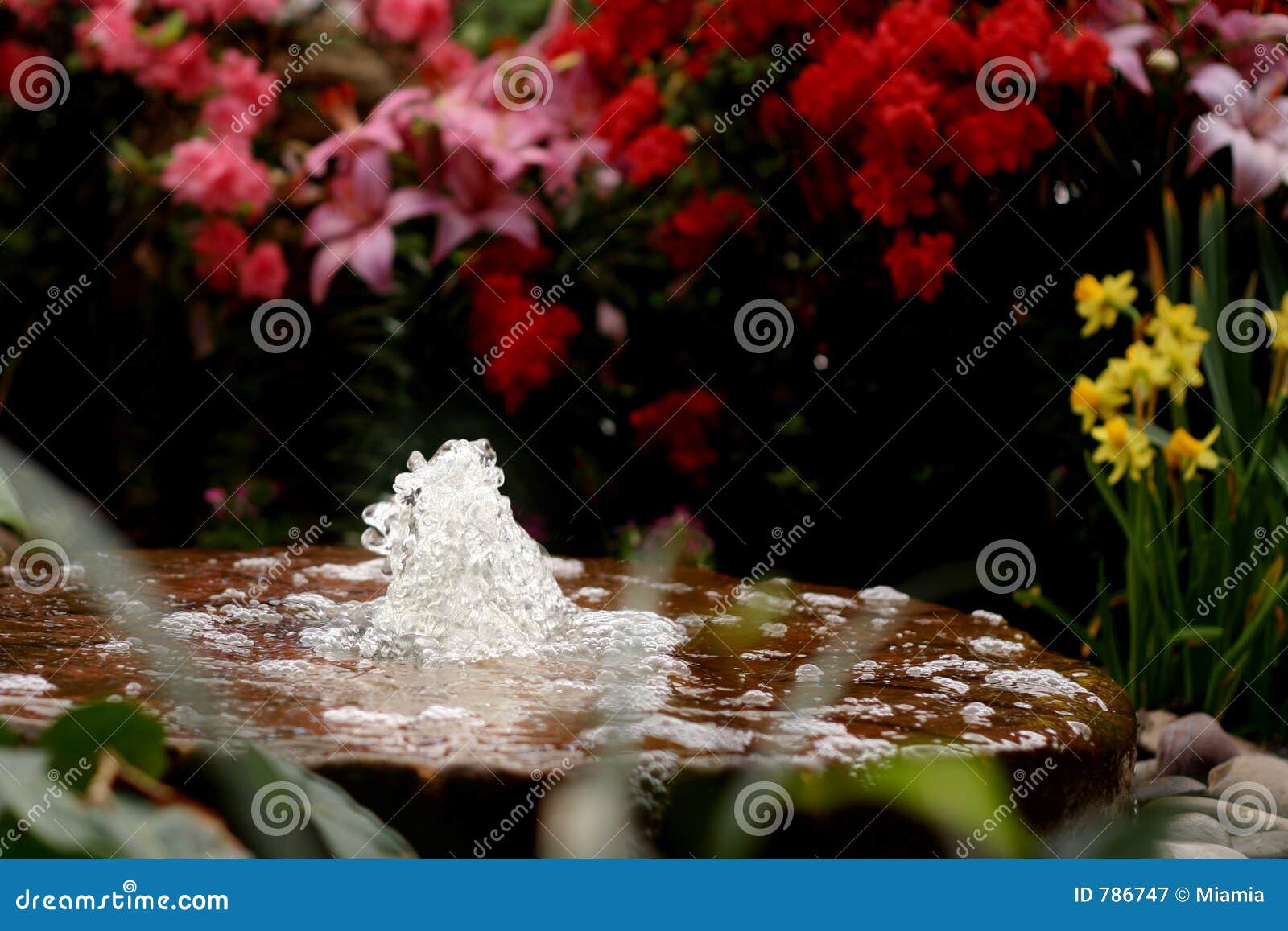 Flower Fountain stock image. Image of clear, glow, beautiful - 786747