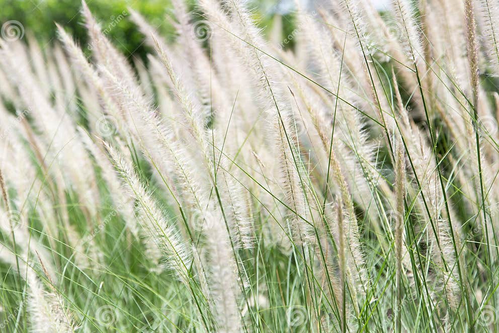 Flower of fox tail grass stock image. Image of nature - 152242093
