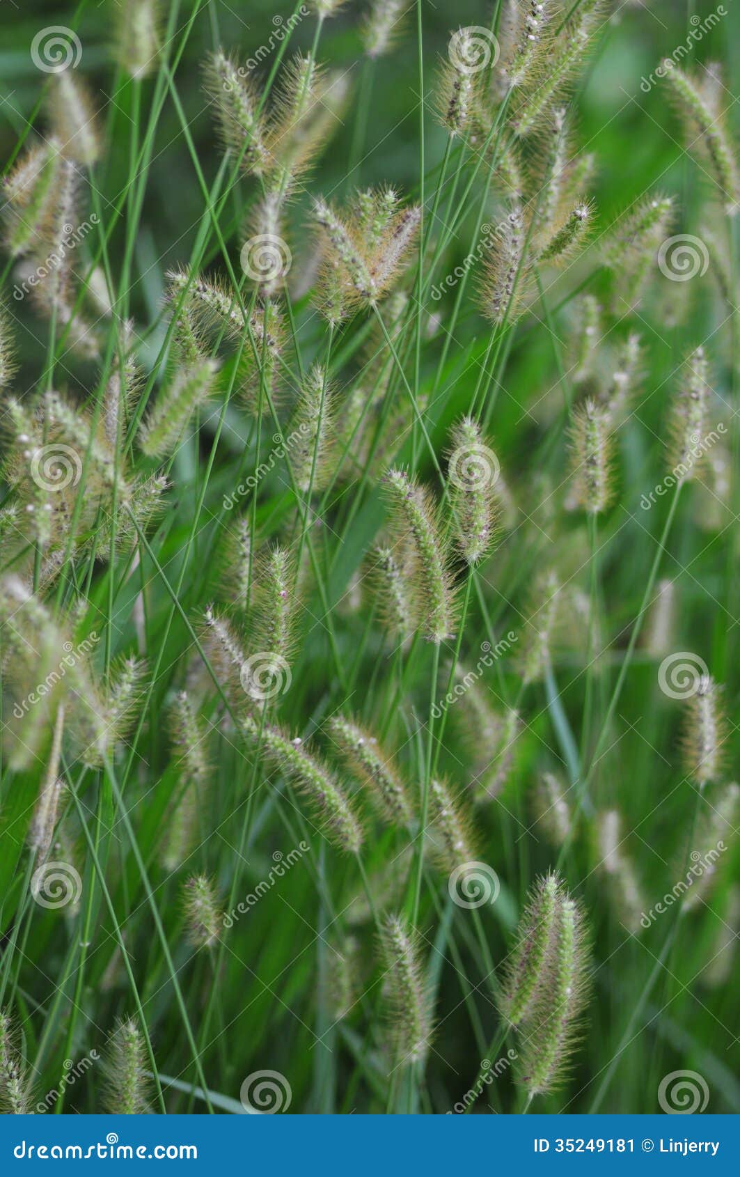 Flower foxtail stock image. Image of close, color, relaxation - 35249181