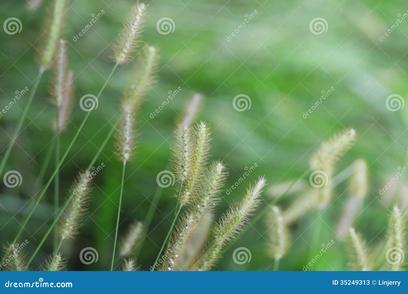 Flower foxtail stock image. Image of seed, cute, flower - 35249313