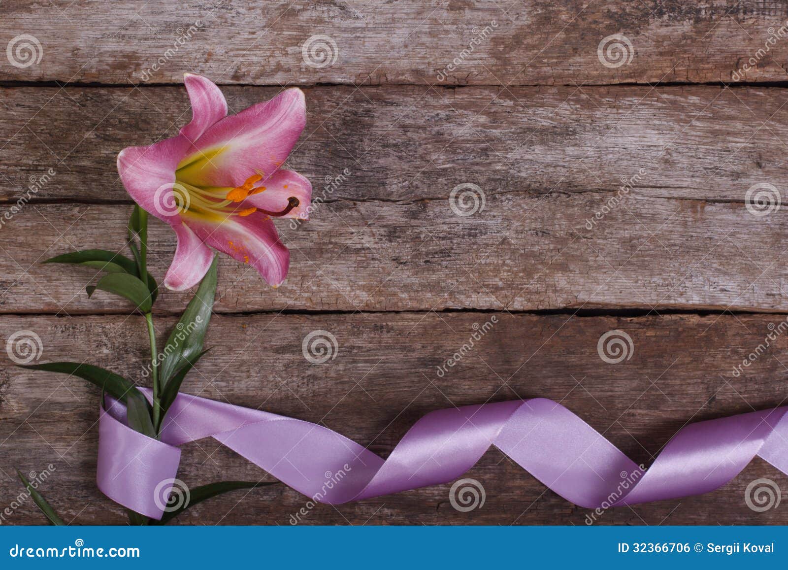 Flower Frame of Pink Lilies Framed by Ribbon Stock Photo - Image of ...