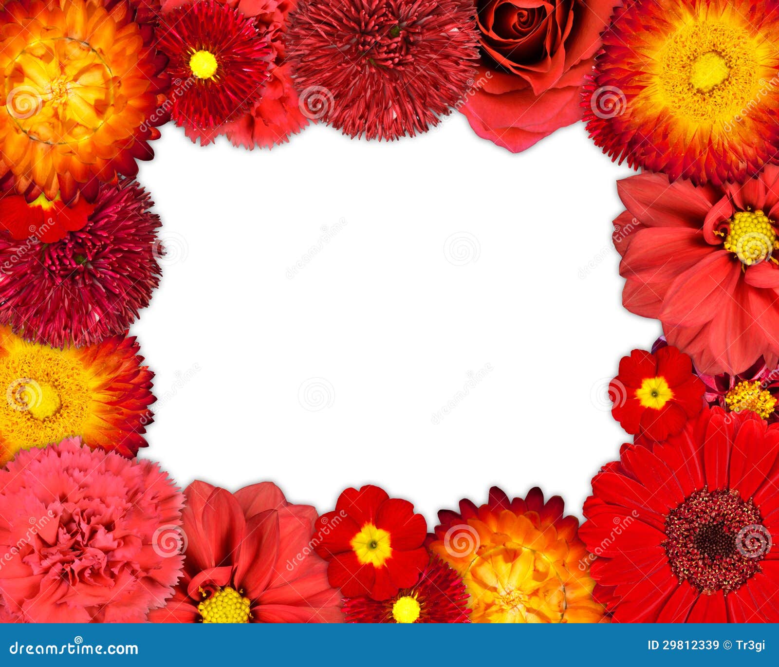 Flower Frame with Red Flowers on Blank Background Stock Image - Image ...