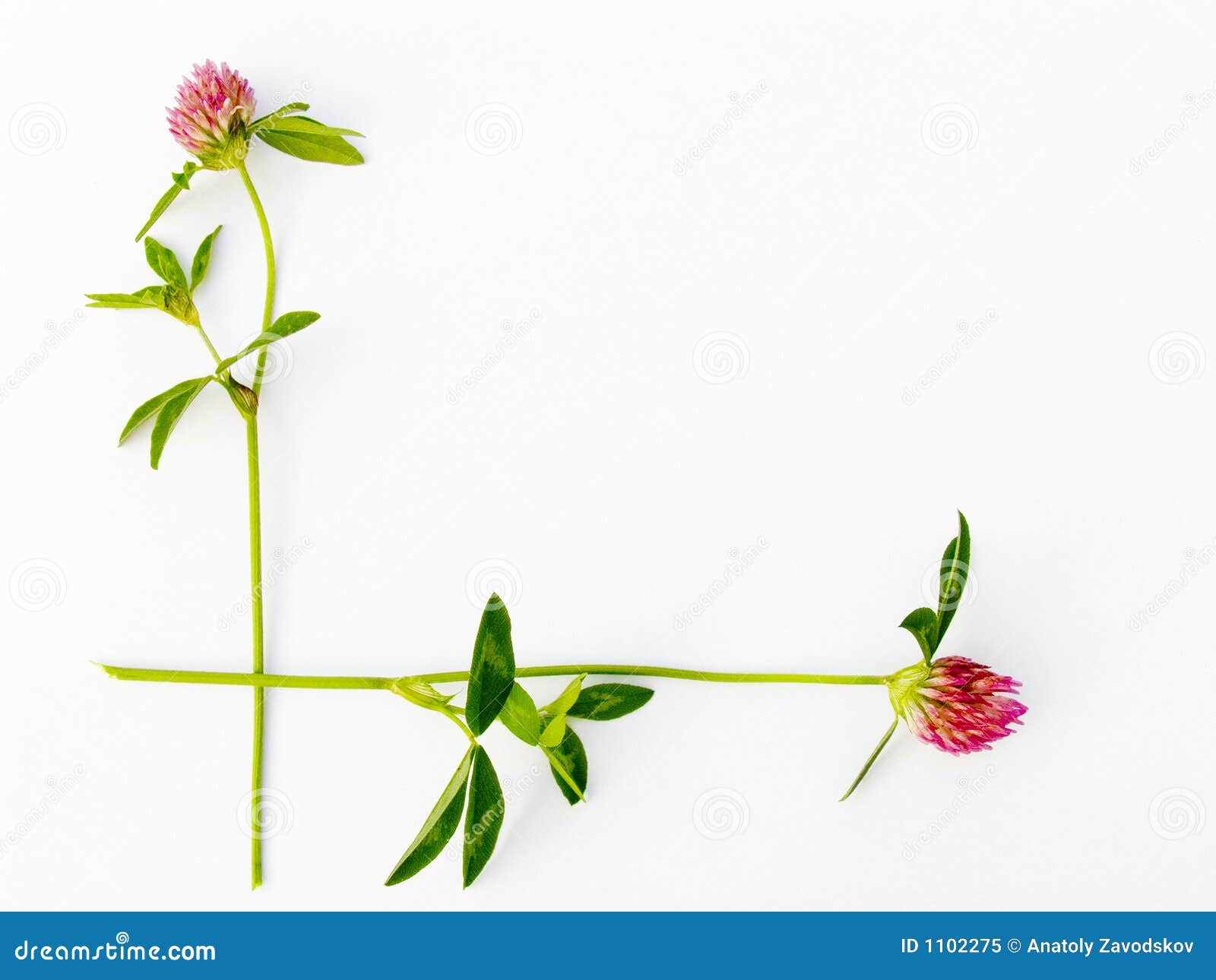Flower framework stock image. Image of flowery, detail - 1102275