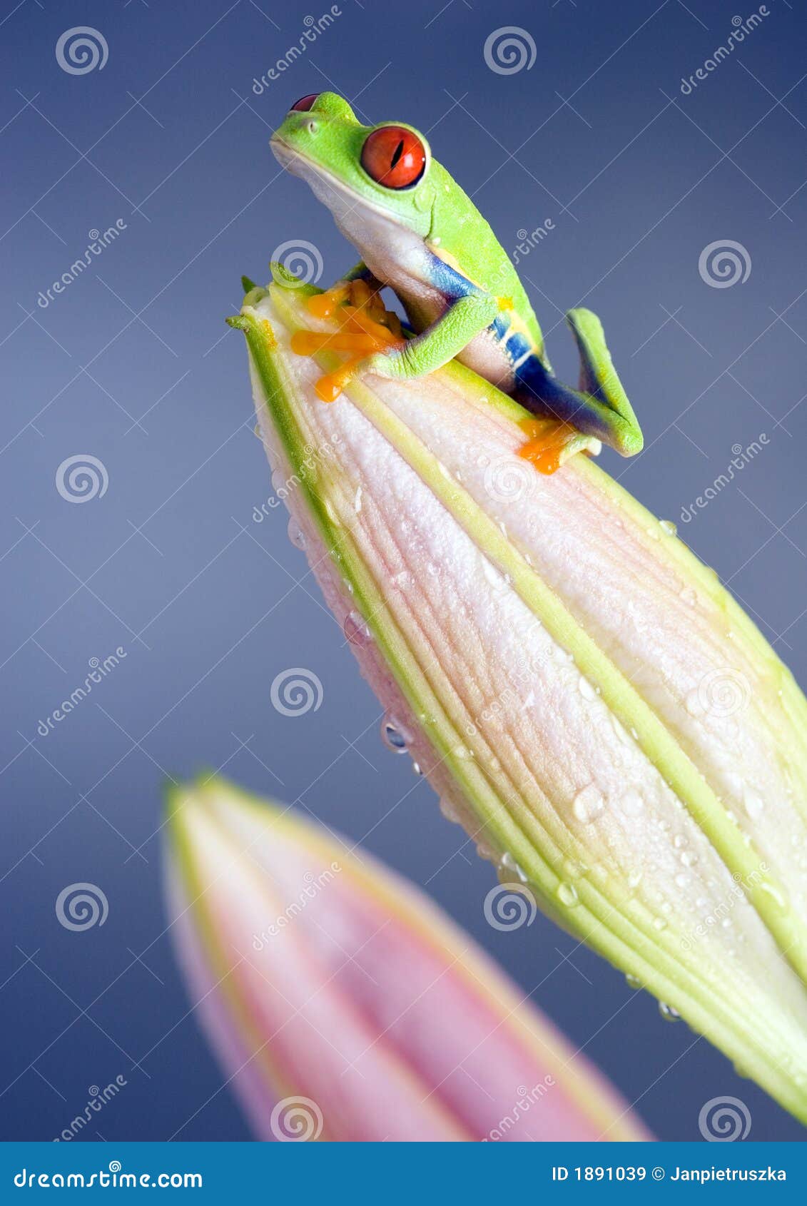 Flower frog stock image. Image of america, leaf, convergent - 1891039