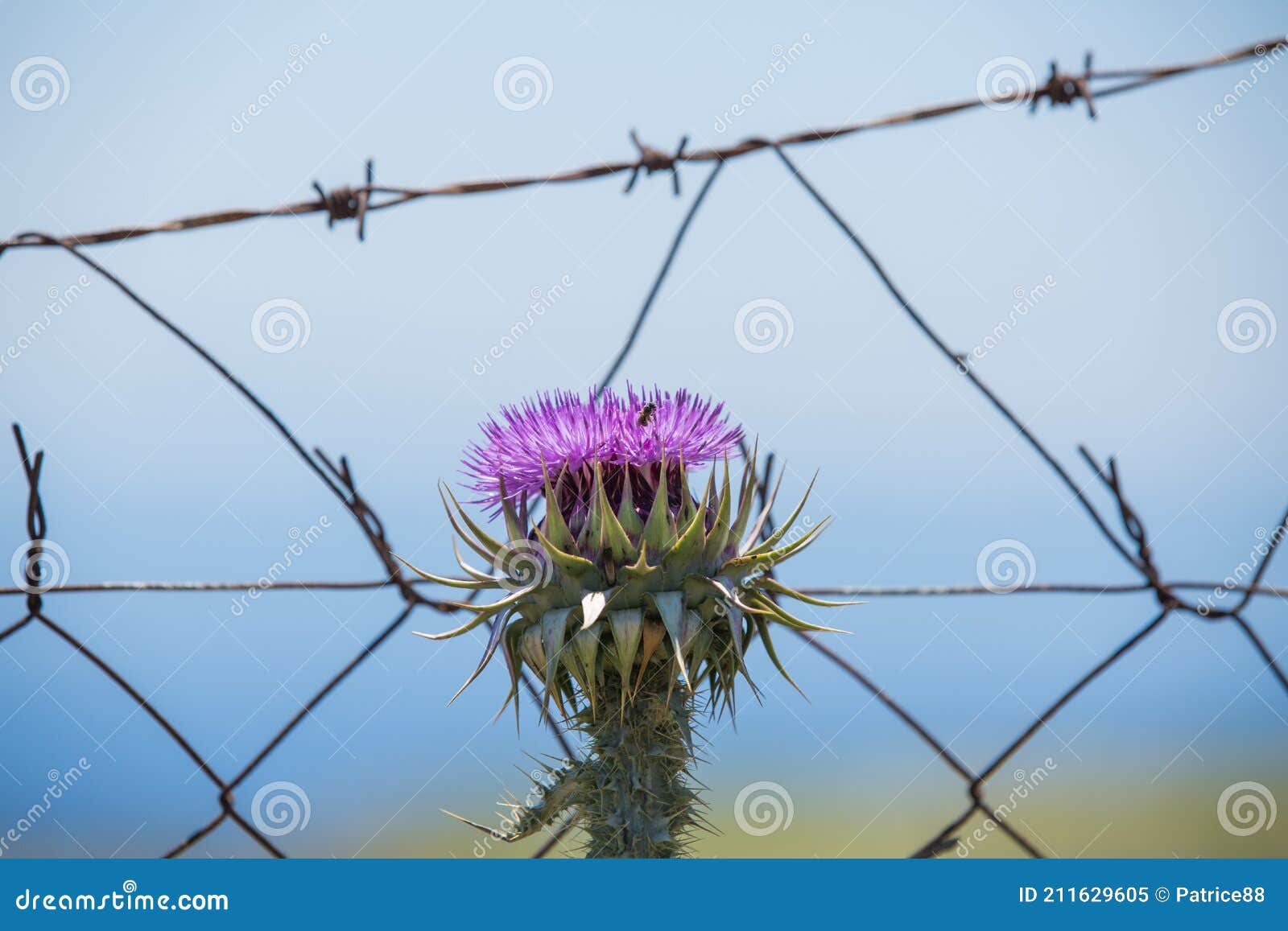 Flower in Front of Barbed Wire and Blue Background Stock Image - Image ...