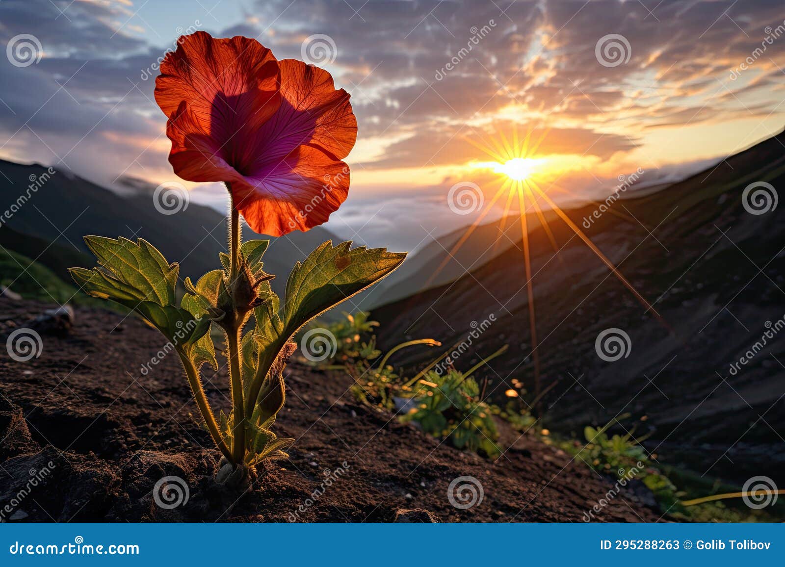 A Flower in Front of a Sunset in the Mountains Stock Image - Image of ...