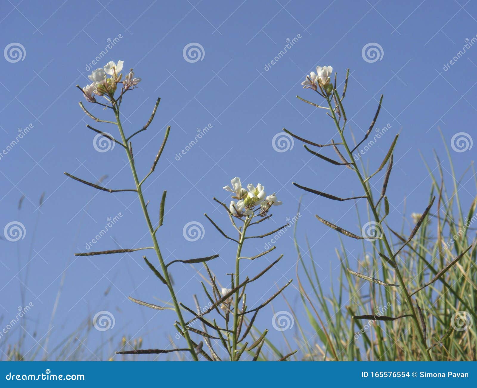 Diplotaxis Erucoides Plant Close Up Stock Photo - Image of fresh ...