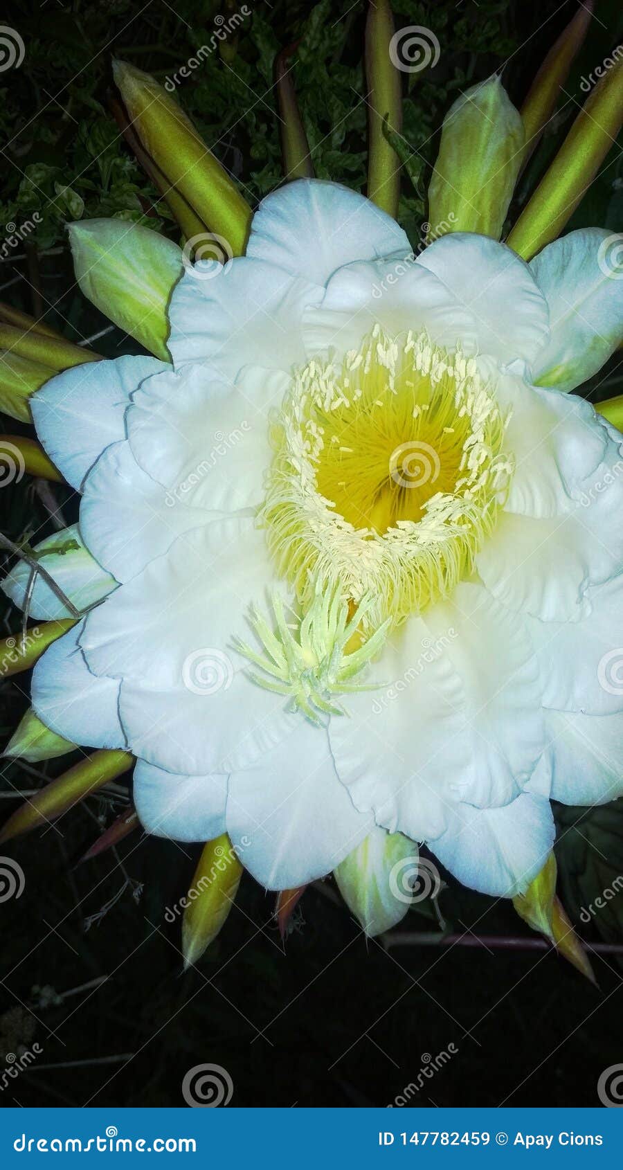 Flower of dragon fruit stock image. Image of fresh, dragon - 147782459 Flower of dragon fruit stock image. Image of fresh, dragon - 147782459