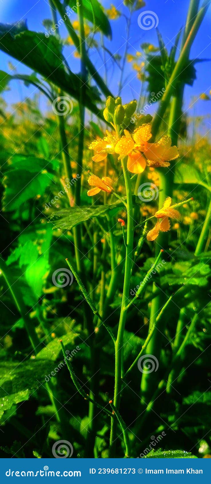 Flower ful flower stock image. Image of prairie, plant - 239681273