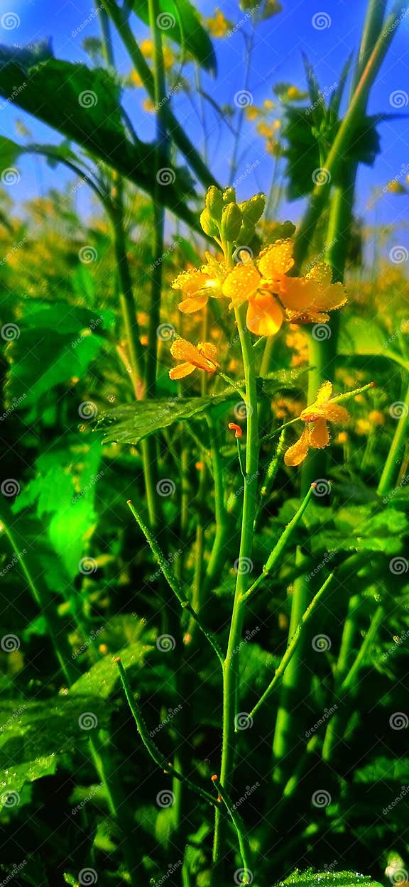 Flower ful flower stock image. Image of prairie, plant - 239681273