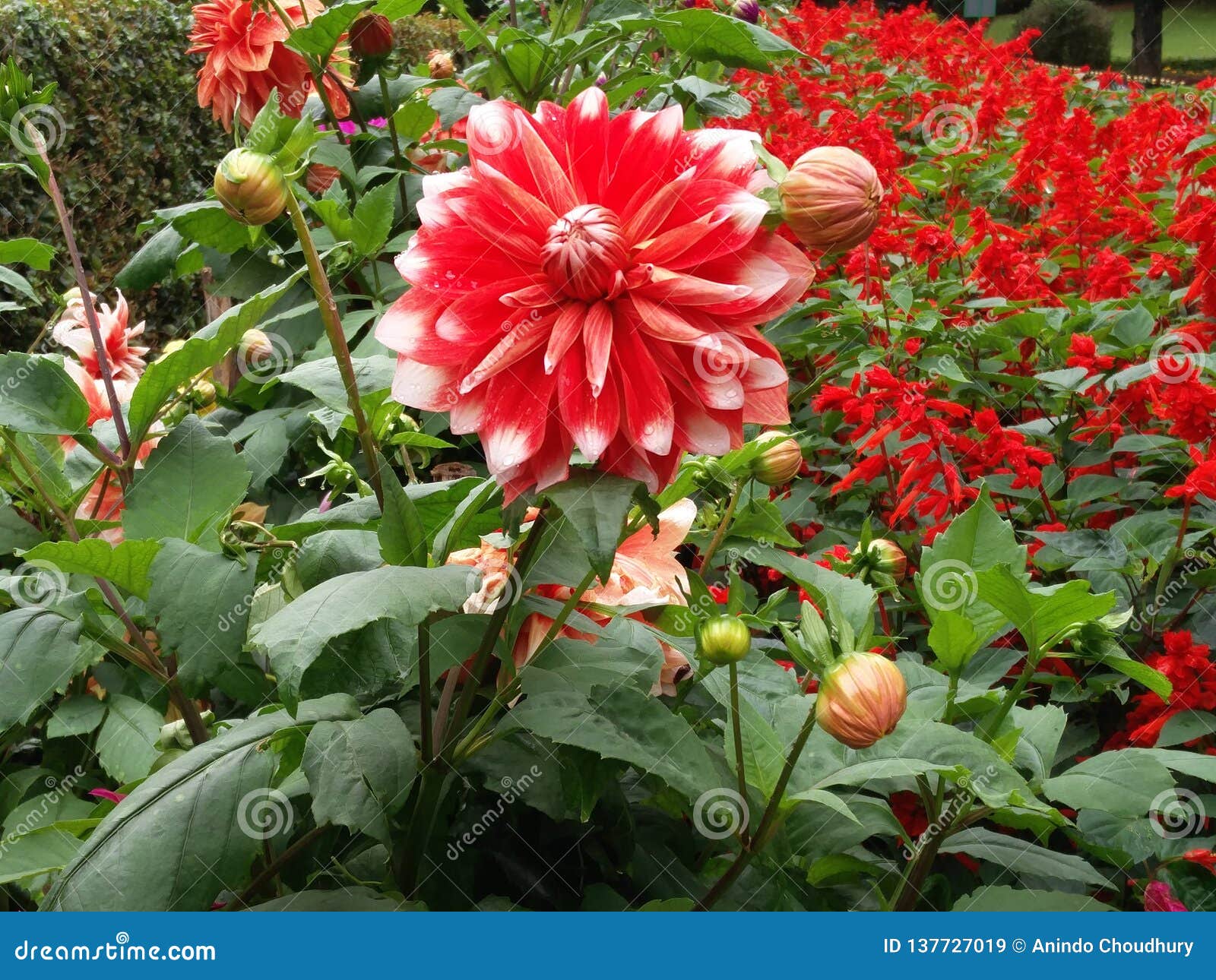 Flower stock image. Image of pollution, fully, flower - 137727019