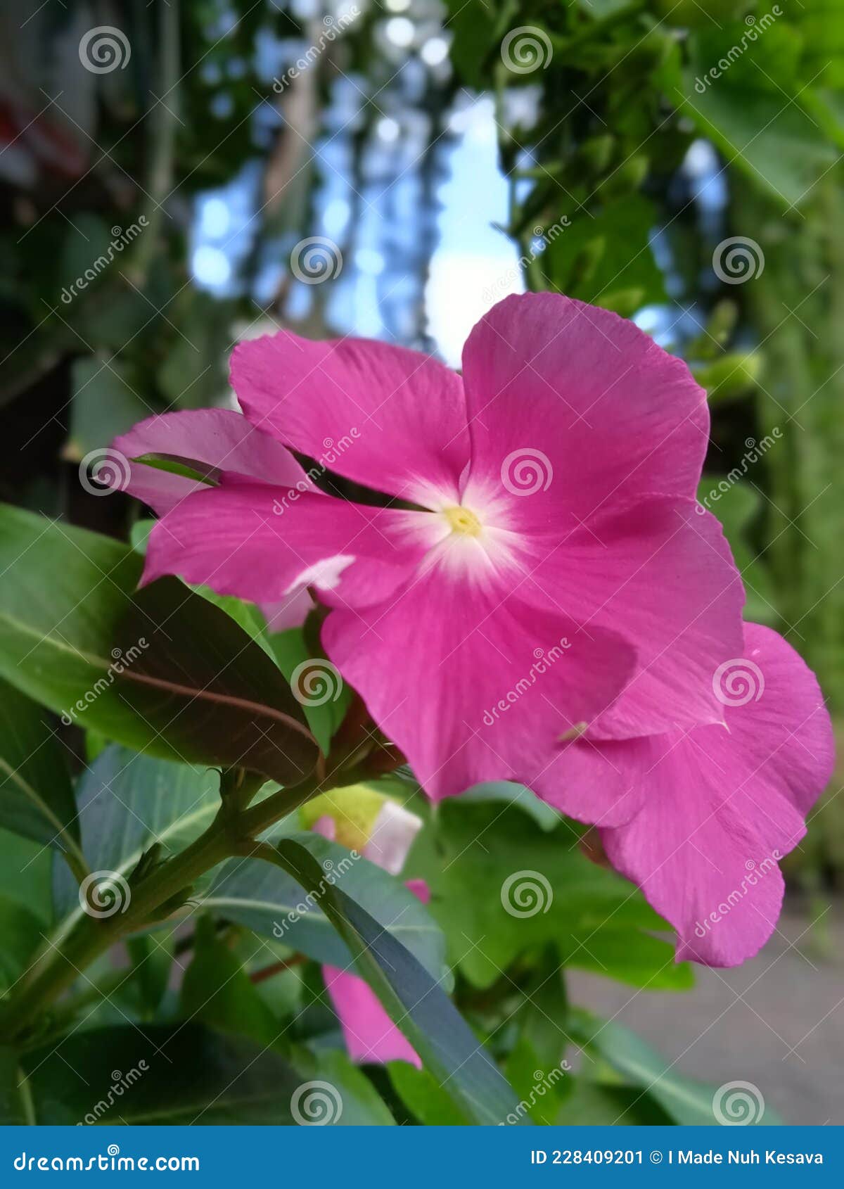 Flower fusia natural stock image. Image of purple, flower - 228409201