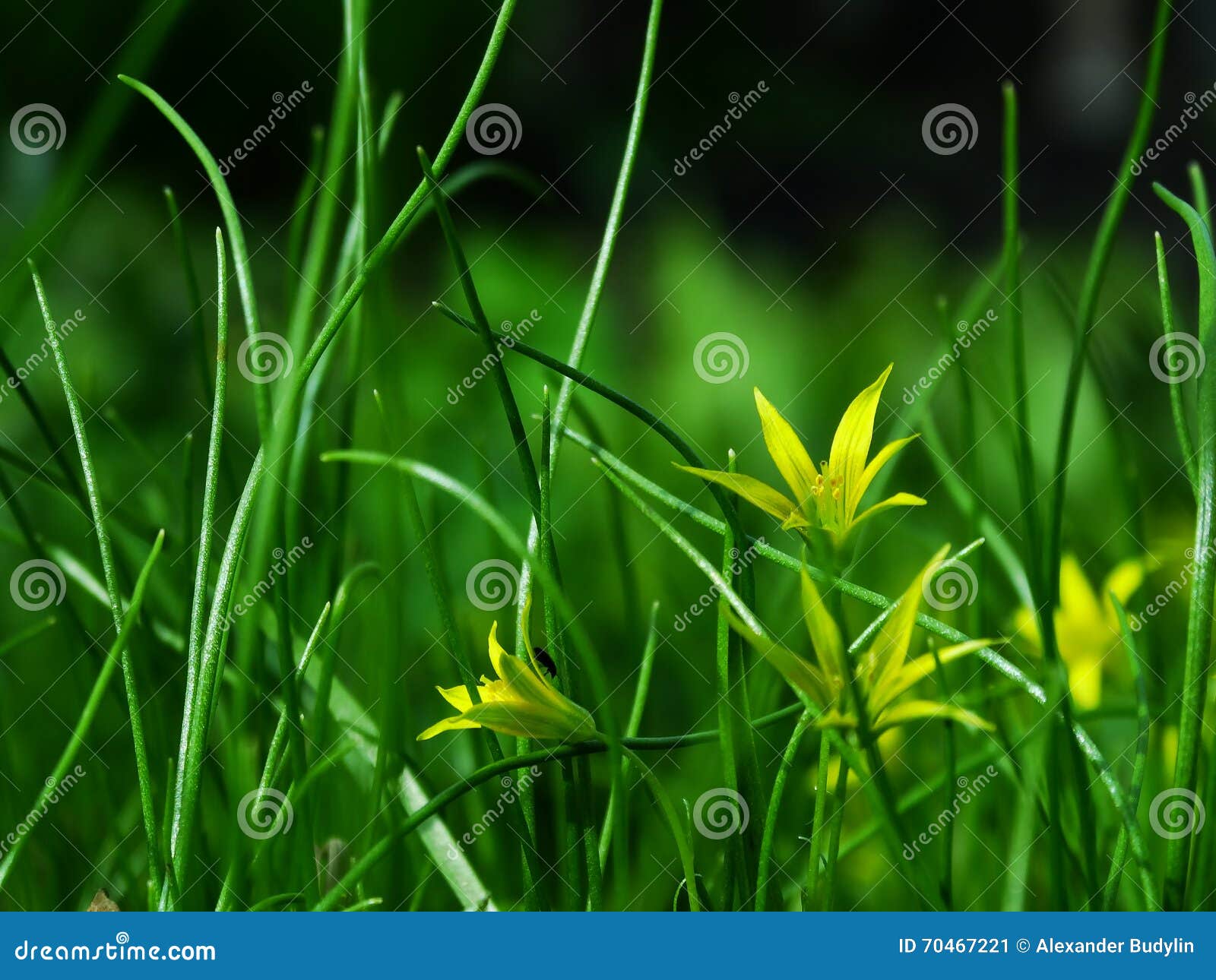 Flower, Gagea pratensis. stock image. Image of nature - 70467221