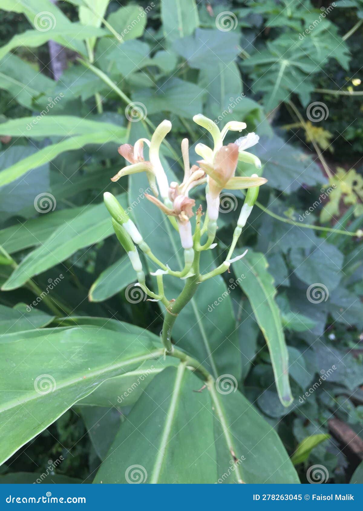Flower stock image. Image of flower, galangal, plant - 278263045