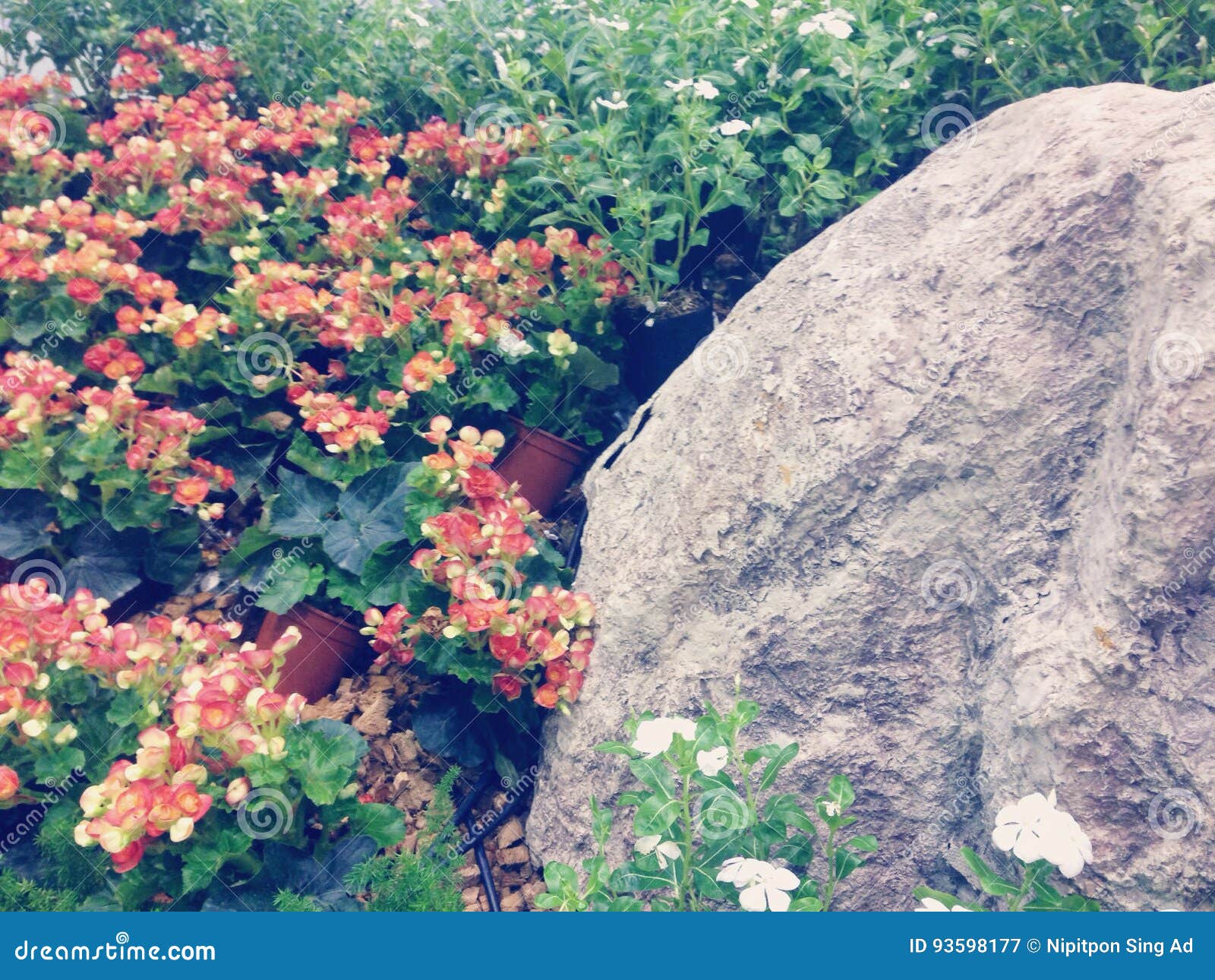 Flower Garden for Abstract Background Stock Image - Image of pink ...