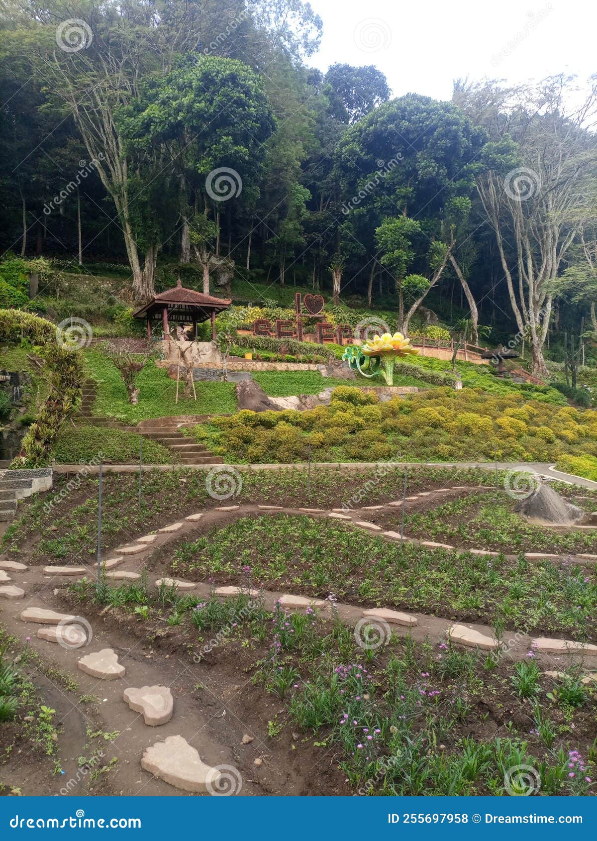 Flower garden stock photo. Image of selecta, flower - 255697958