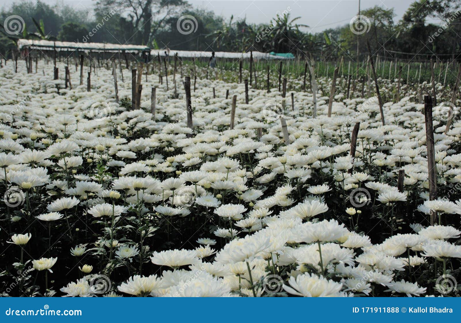 Flower garden in Bengal stock photo. Image of garden - 171911888