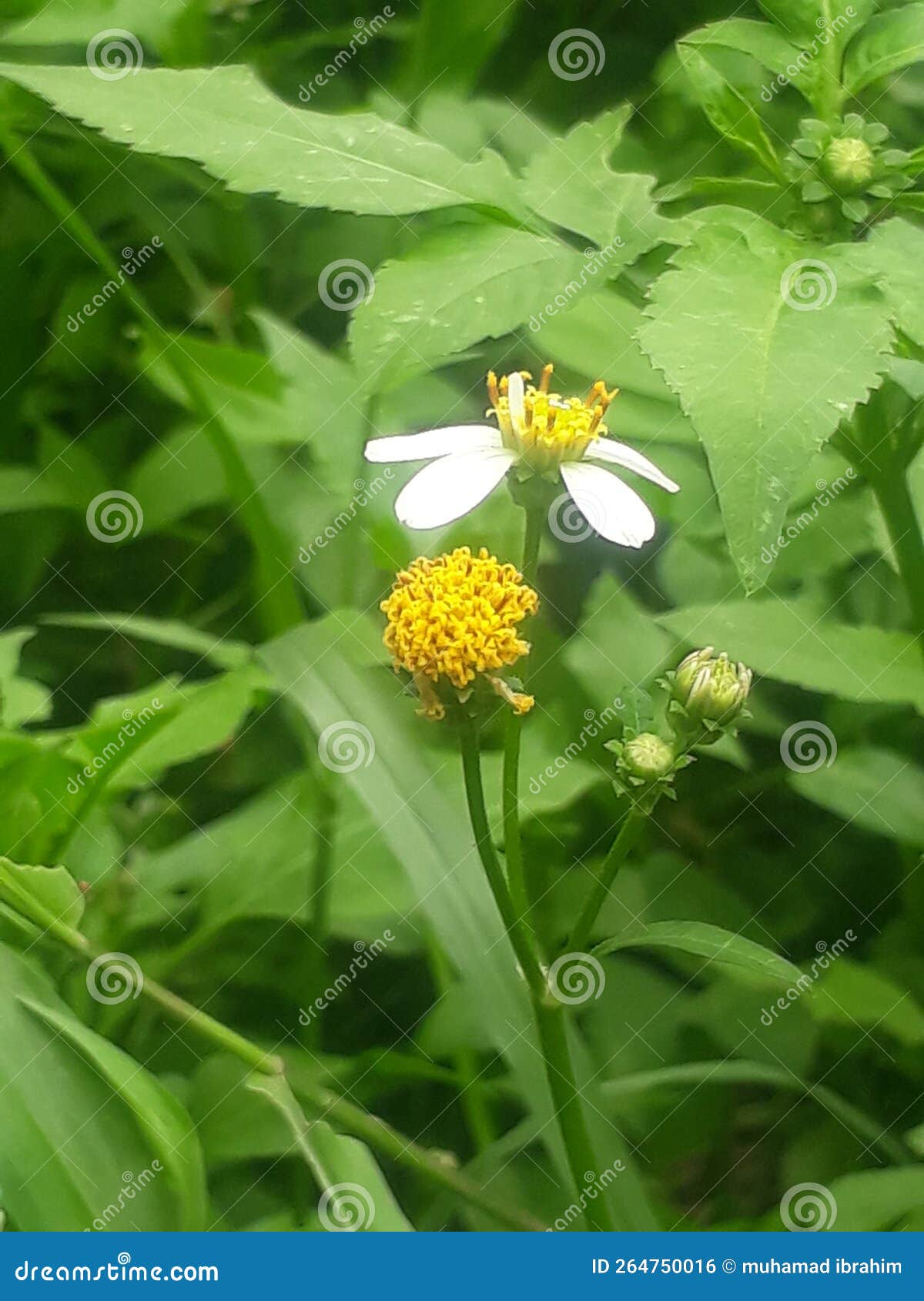 Flower in the Garden so is Beutifull and Unik Okey Stock Photo - Image ...