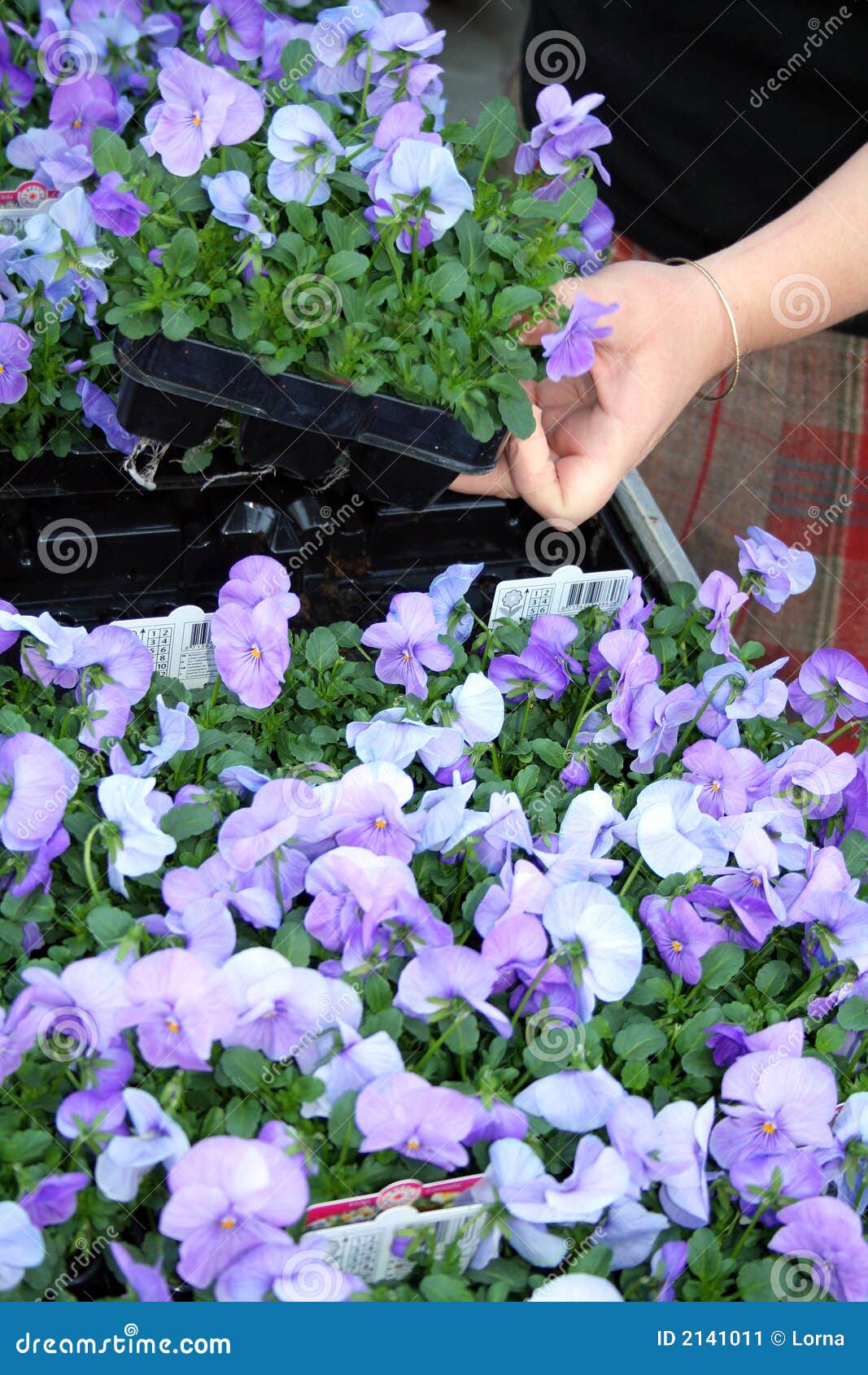 Flower garden centre stock image. Image of blue, garden - 2141011