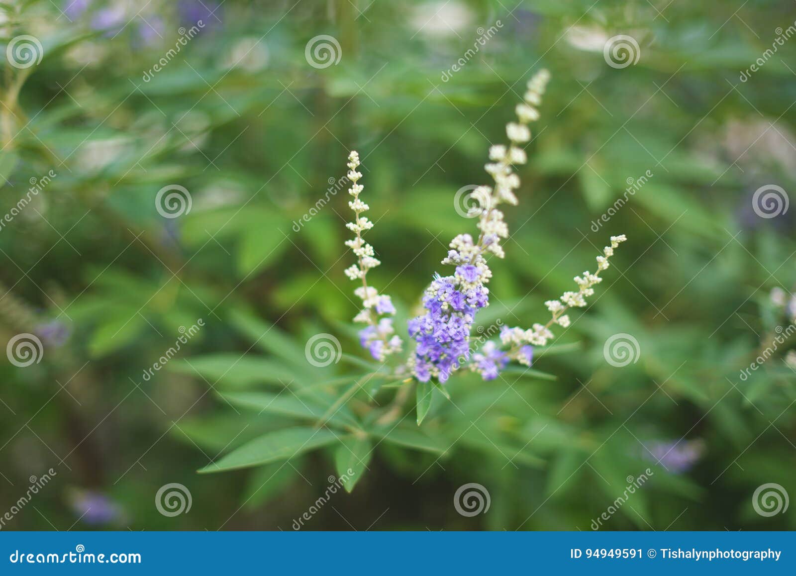 Flower Garden Chaste Tree Berry Tree 1 Stock Image - Image of health ...