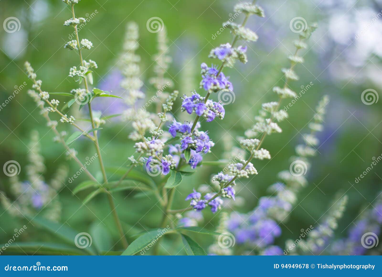 Flower Garden Chaste Tree Berry Tree 4 Stock Photo - Image of farming ...