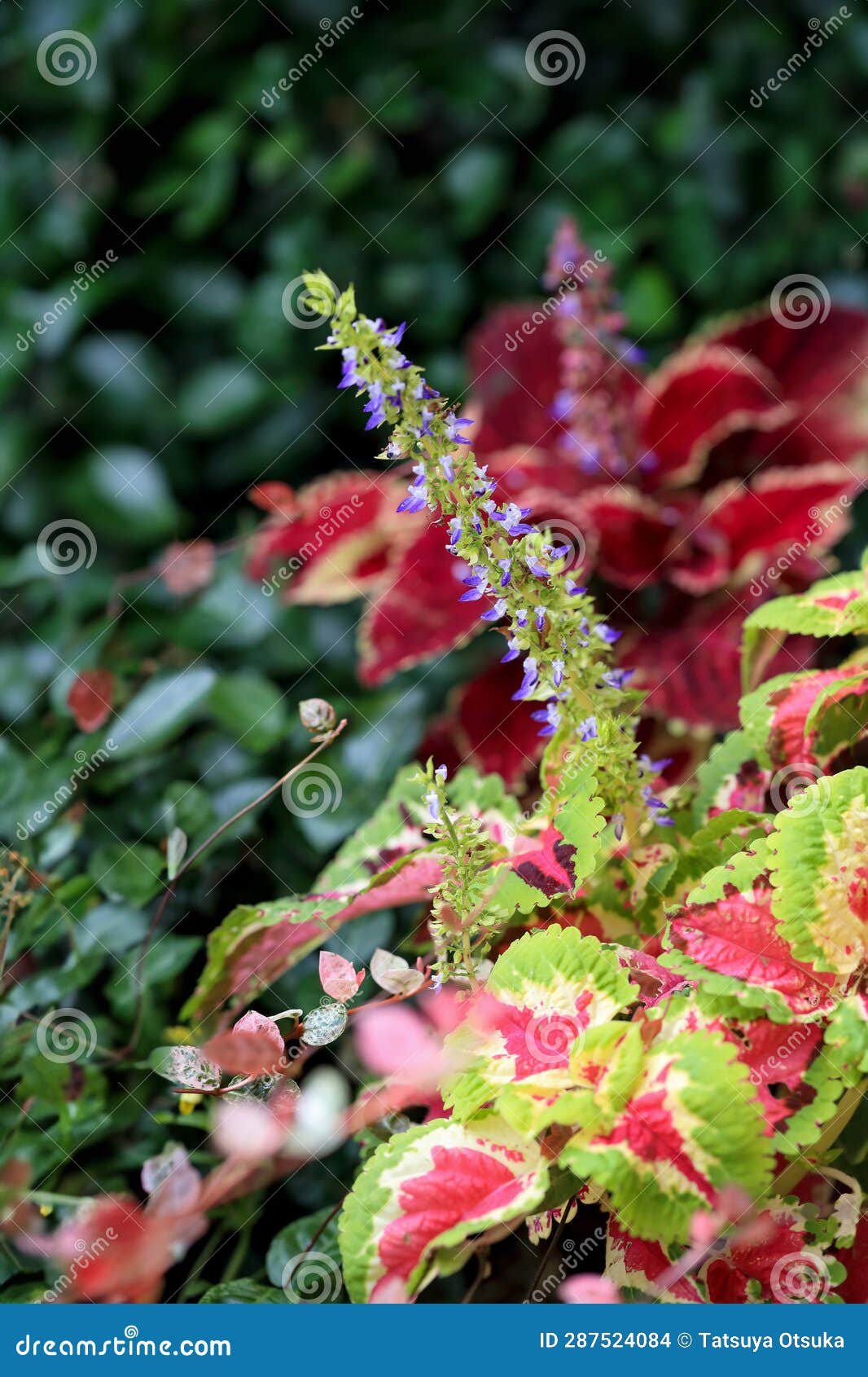 Flower Garden of Coleus in Summer Stock Photo - Image of gardening ...