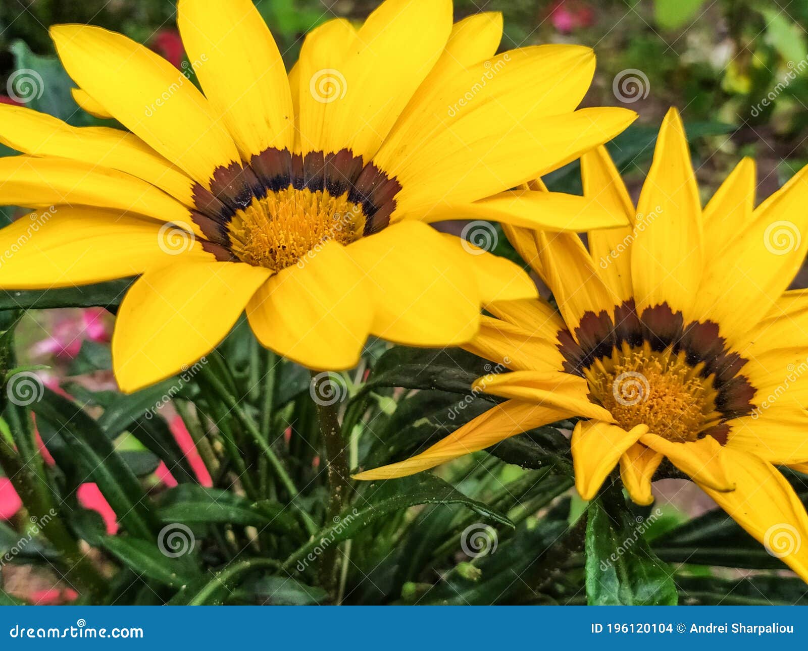 Flower Garden Garden Cottage Field Background Texture Stock Photo ...