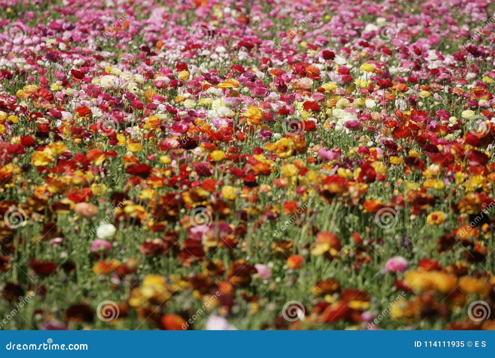 Flower Garden Field in Spring Background or Pattern Stock Image - Image ...