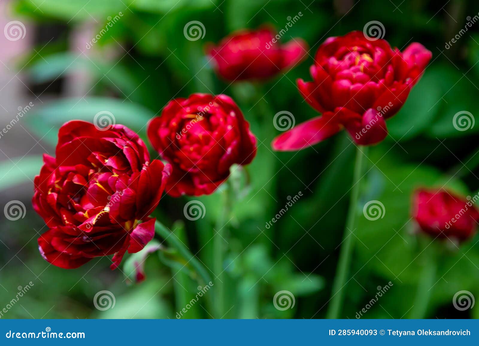 Fragile Red Roses that Bloom in the Spring in a Flower Bed Stock Image ...