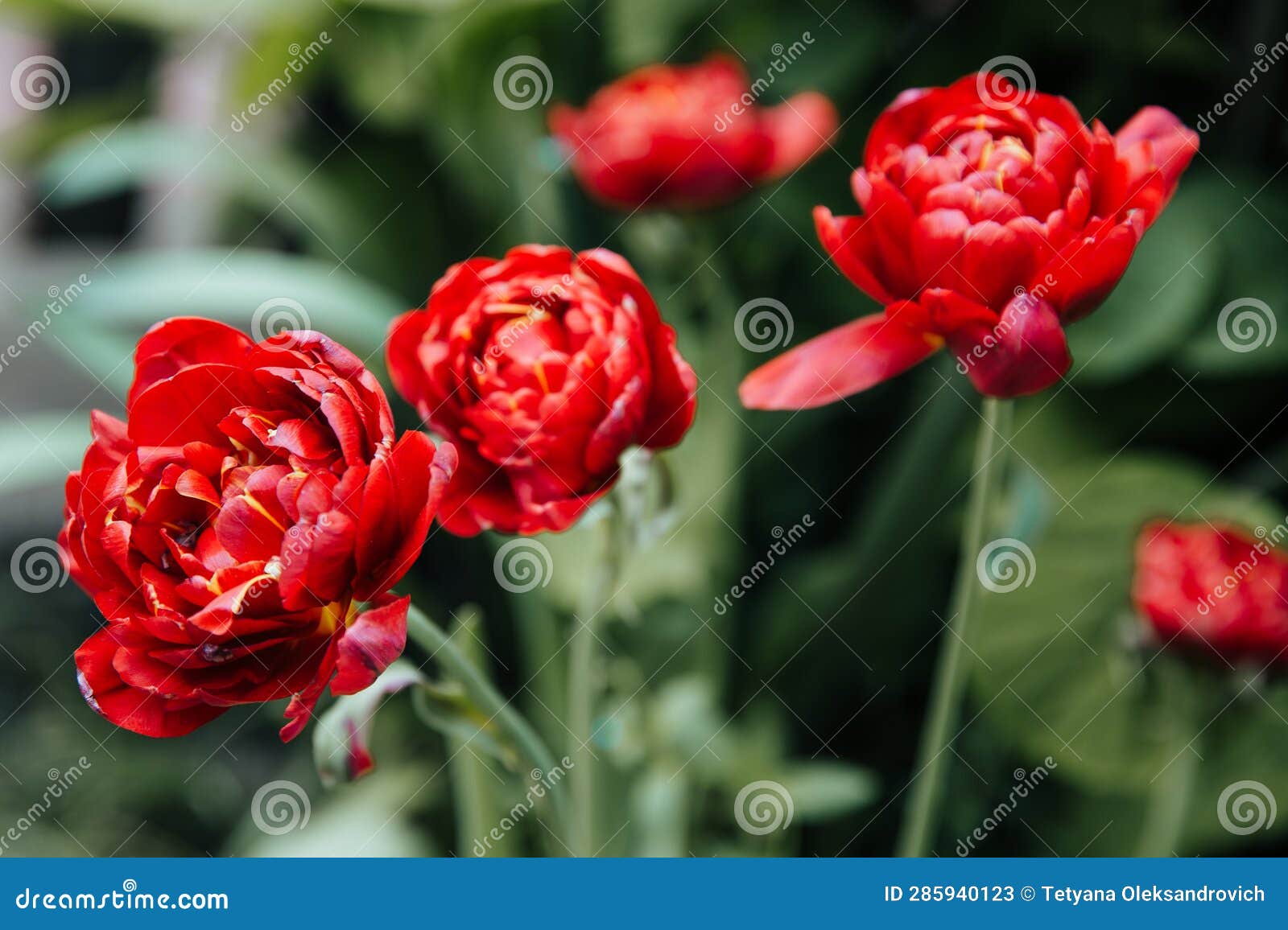 Fragile Red Roses that Bloom in the Spring in a Flower Bed Stock Image ...